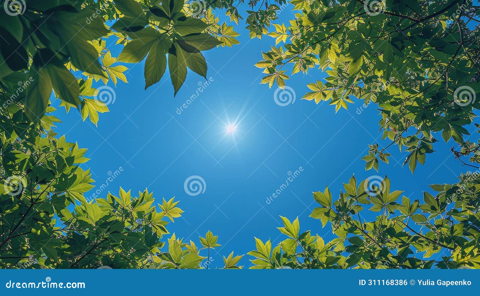 Sun Shining through Tree Leaves Stock Photo - Image of light, rays ...