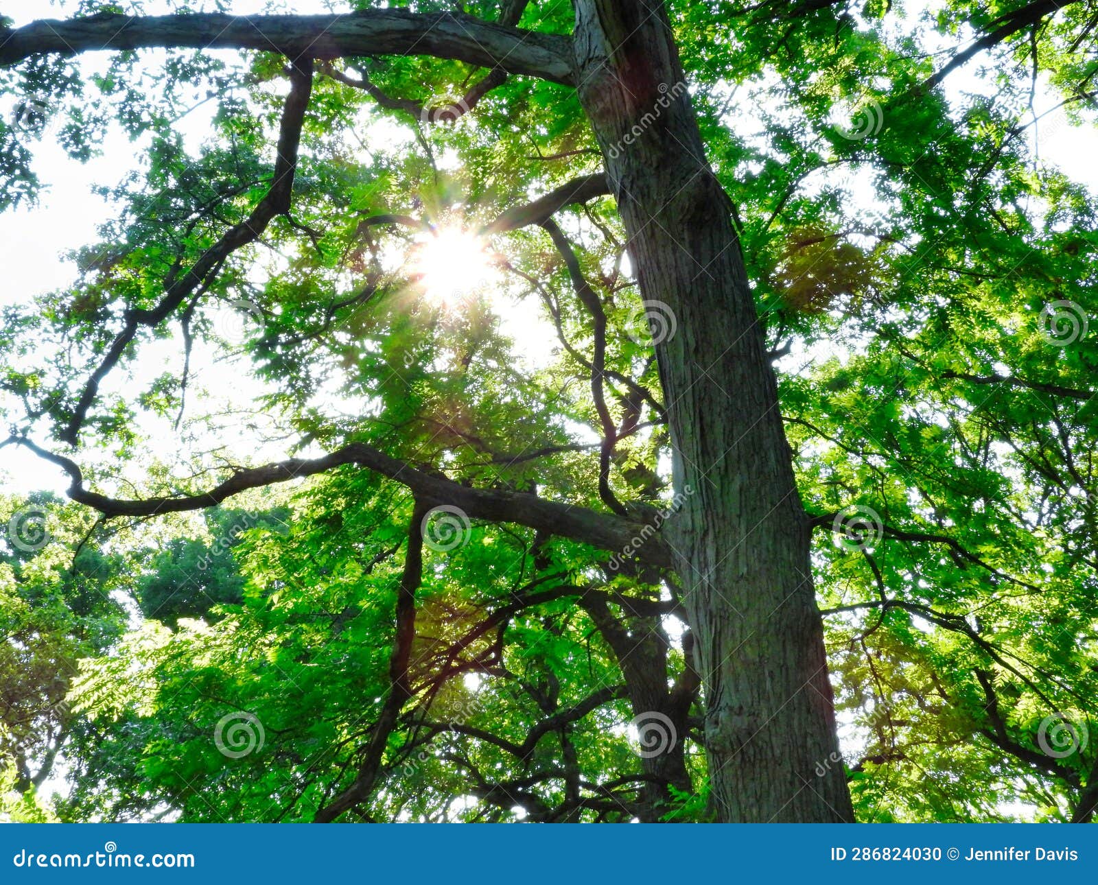 Sun Shining through the Tree Tops in the Forest Stock Photo - Image of ...