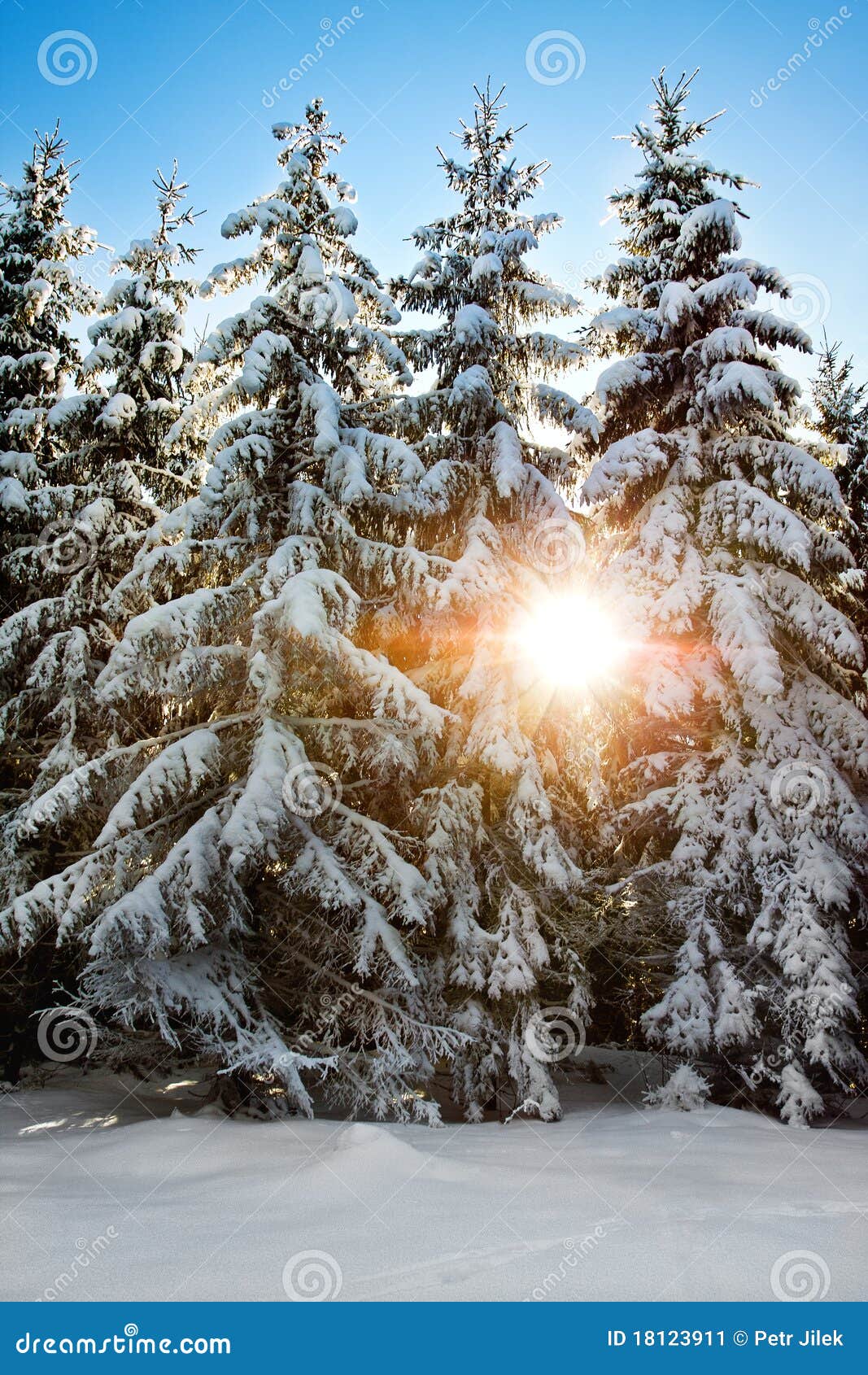 The Sun, Shining through the Trees Stock Image - Image of season, high ...