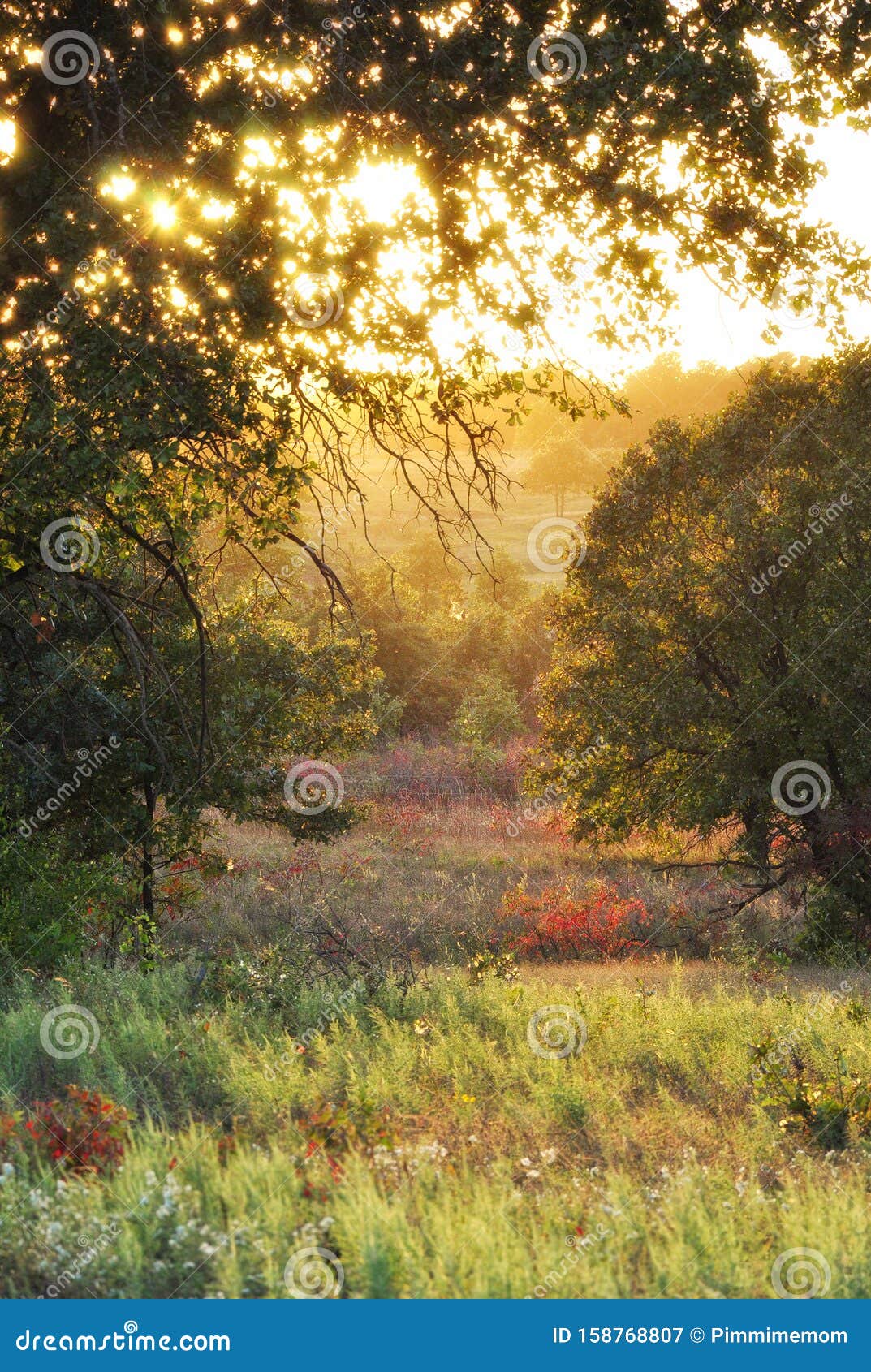 Sun Shining through Trees on an Autumn Meadow Stock Image - Image of ...