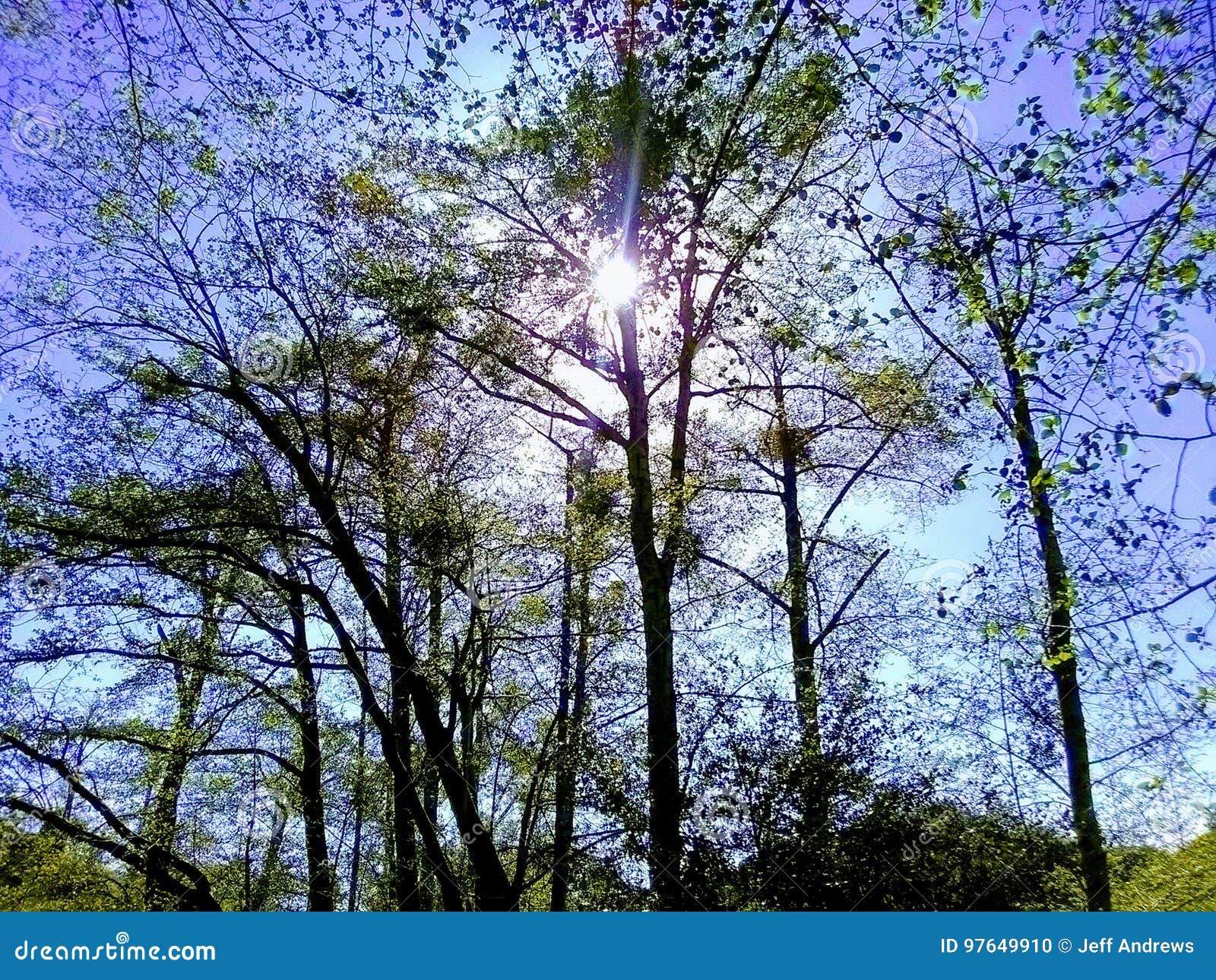 Sun Shining through the Trees Stock Photo - Image of bliss, bluesky ...