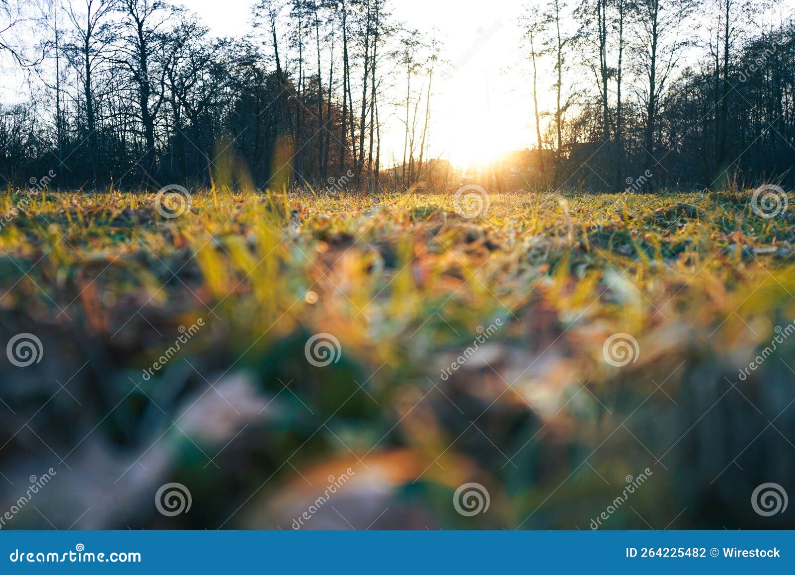 Sun Shining through the Trees in a Field of Grass Stock Photo - Image ...