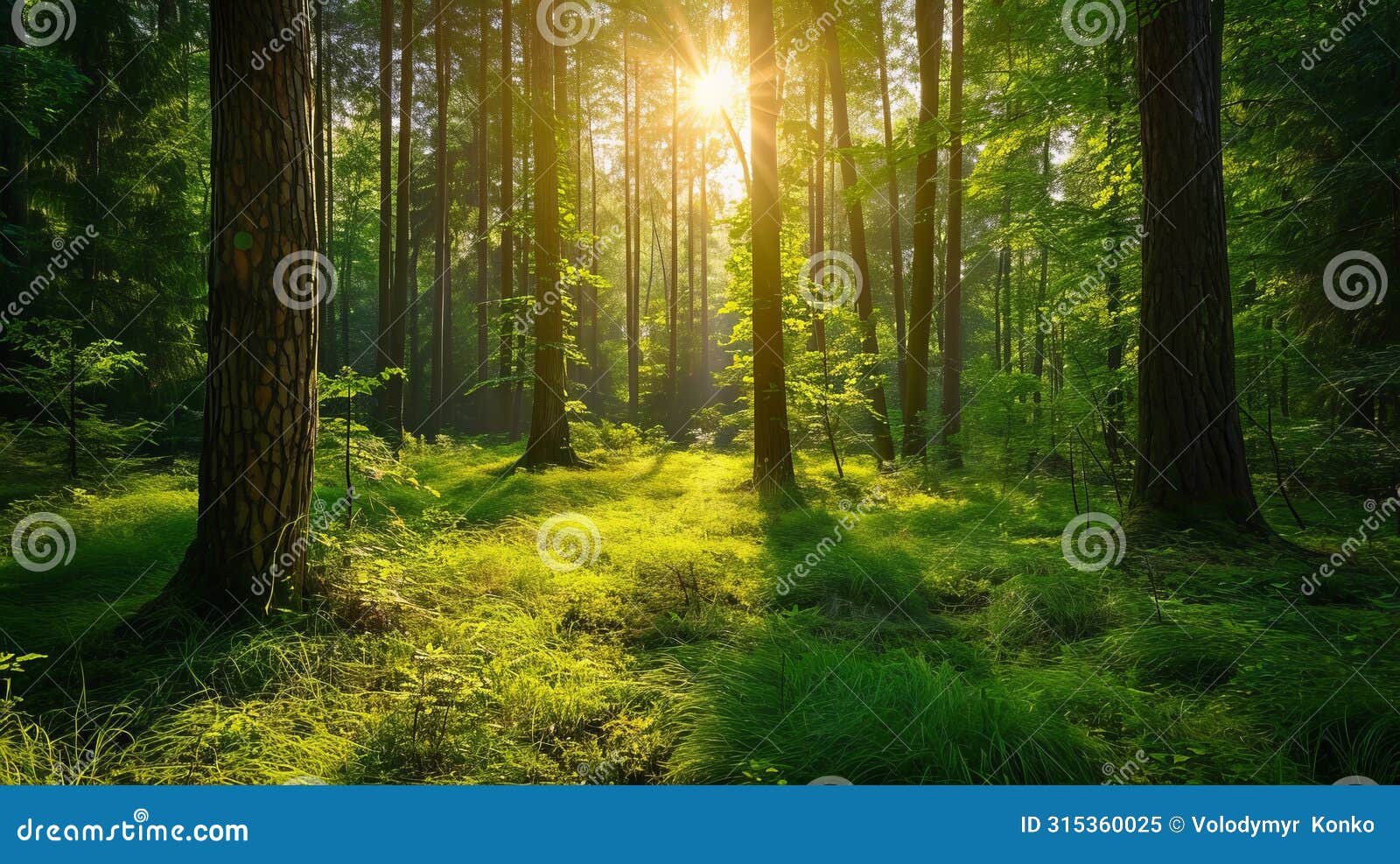 Sun Shining through Trees in Forest, Bright and Serene Nature Scene ...