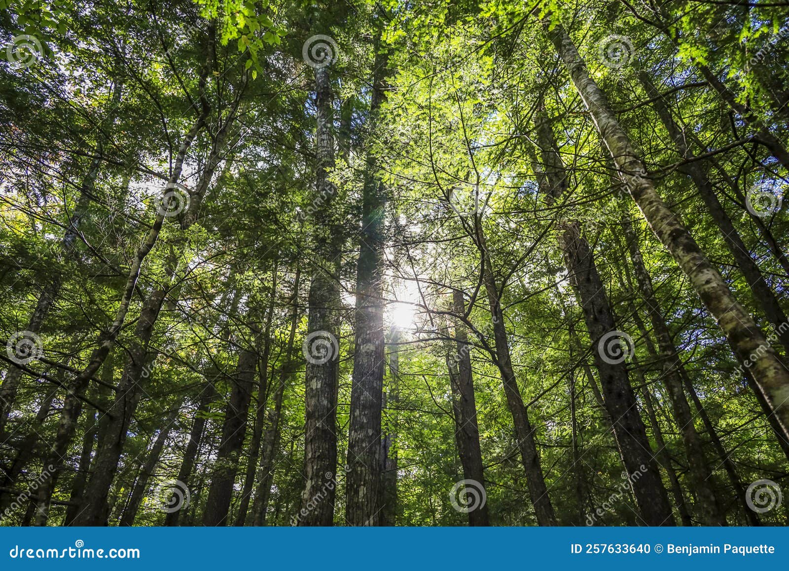 Sun Shining through the Trees of the Forest in the Fall Stock Photo ...