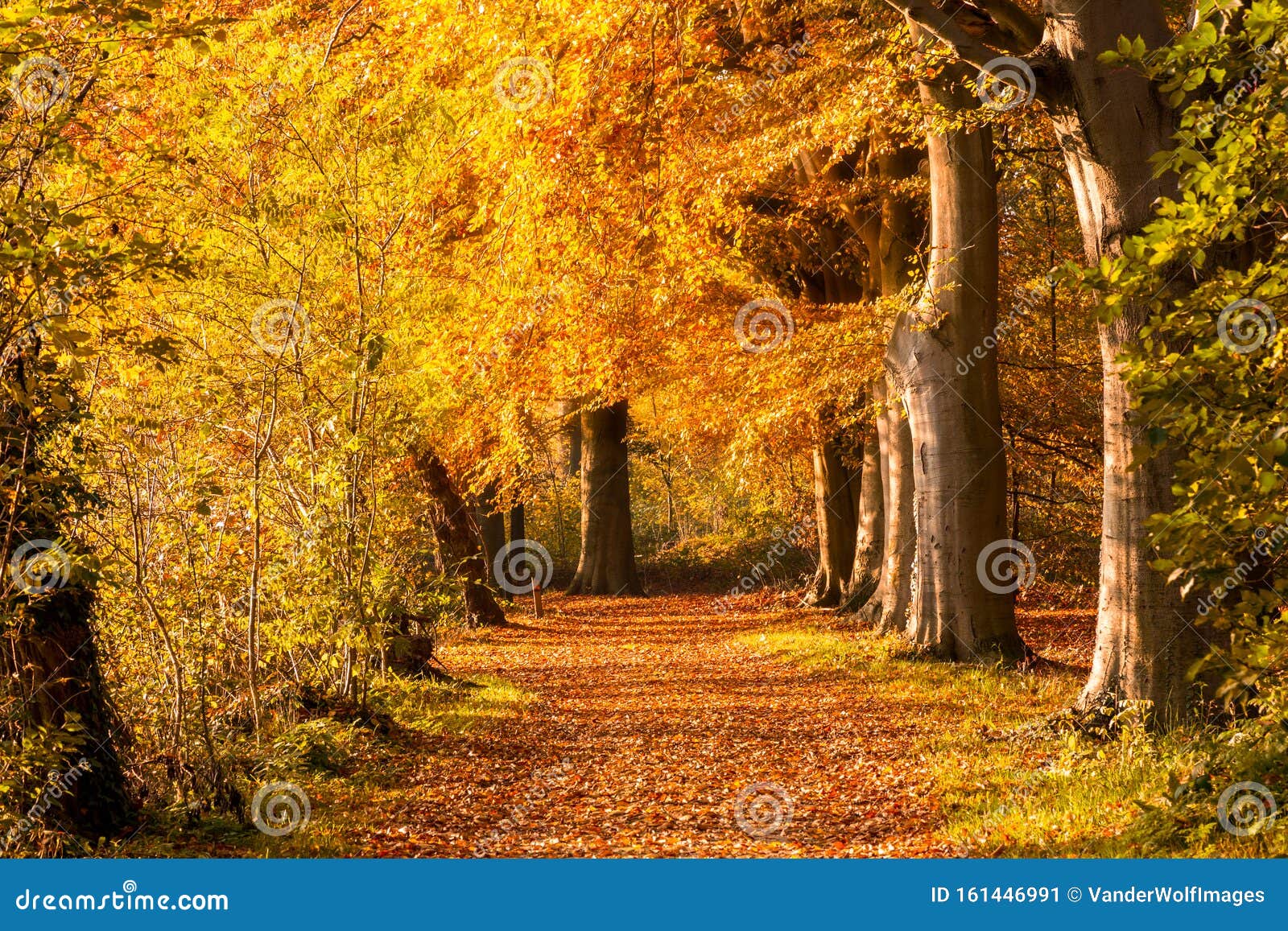 Sun Shining through the Trees in a Forest with Fallen Leaves on a Path ...
