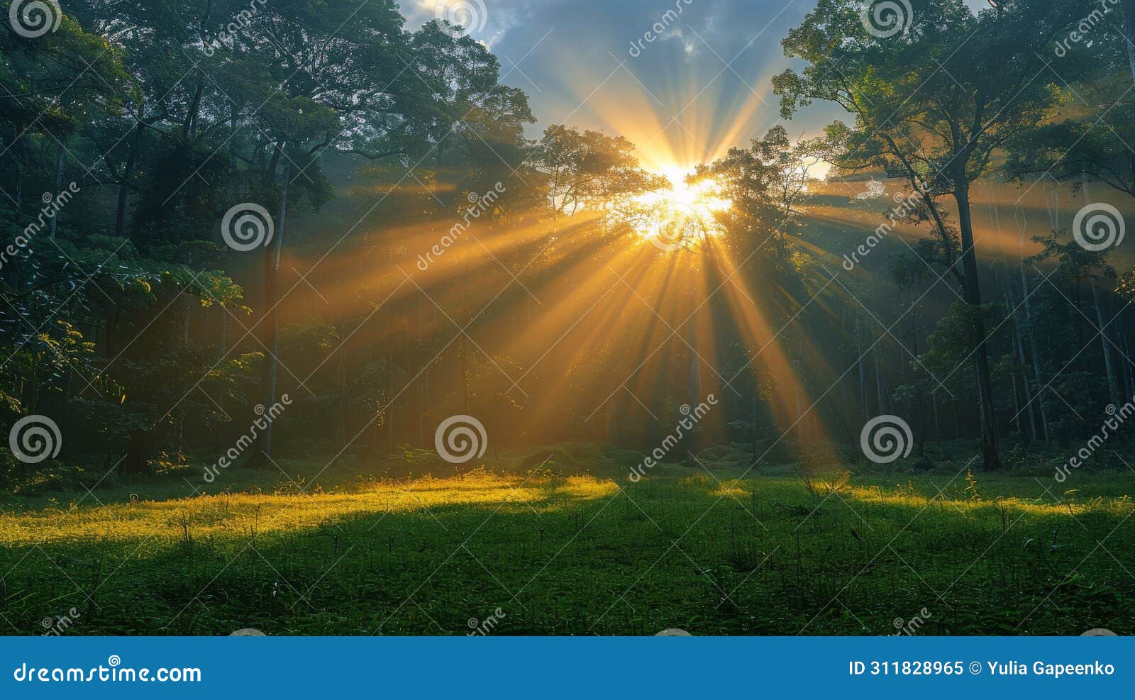 Sun Shining through Trees in Forest Stock Image - Image of dappled ...