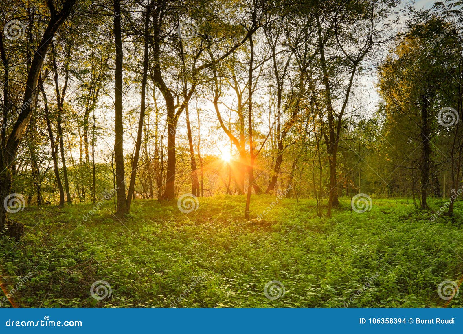 Sun Shining through Trees in a Forest Stock Photo - Image of outdoors ...