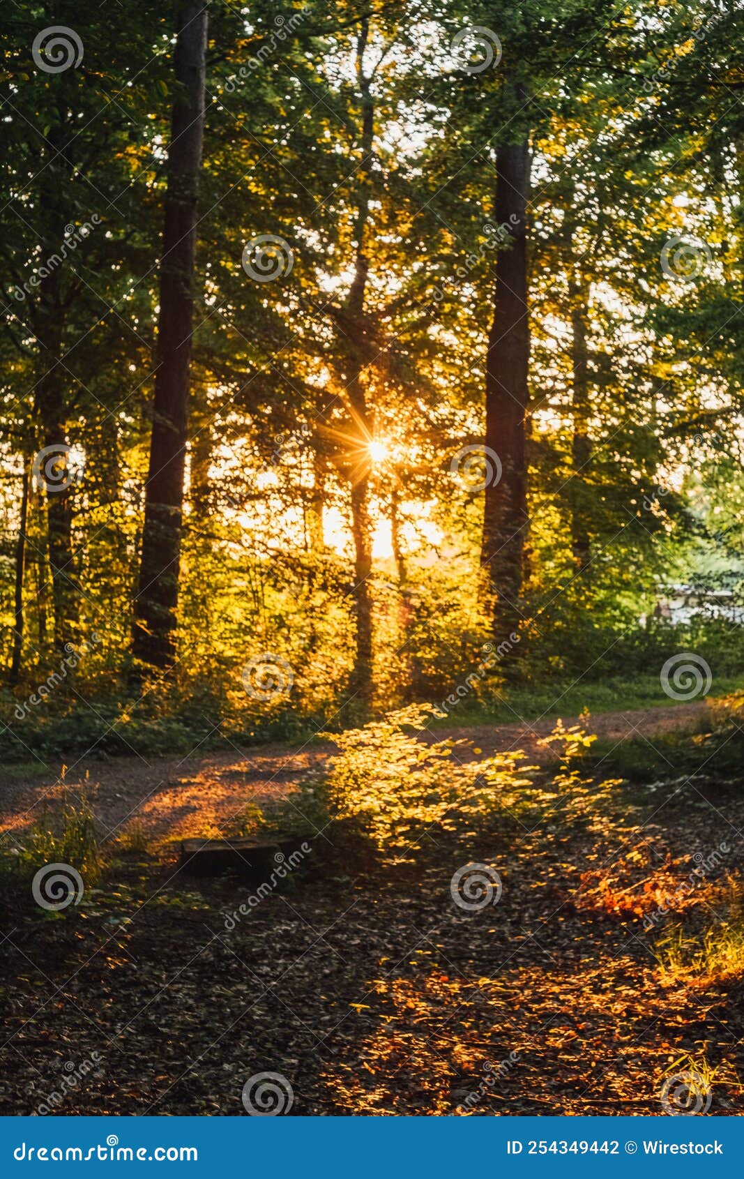 Sun Shining through Trees in a Forest on a Sunny Day in Fall Stock ...