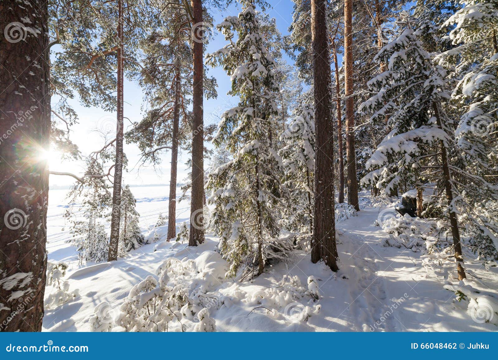 Sun Shining through Trees at Lakeside Winter Stock Photo - Image of ...
