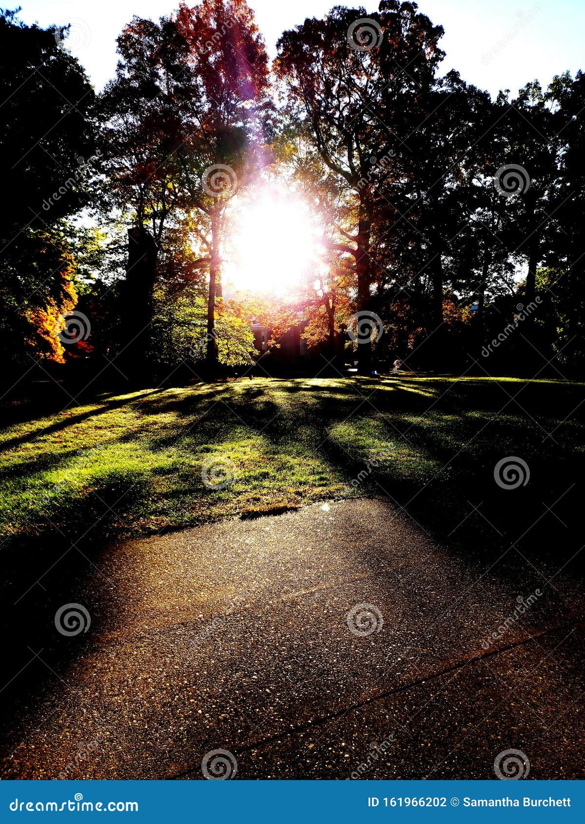 Sun Shining through the Trees and Leafs in the Fall Stock Photo - Image ...