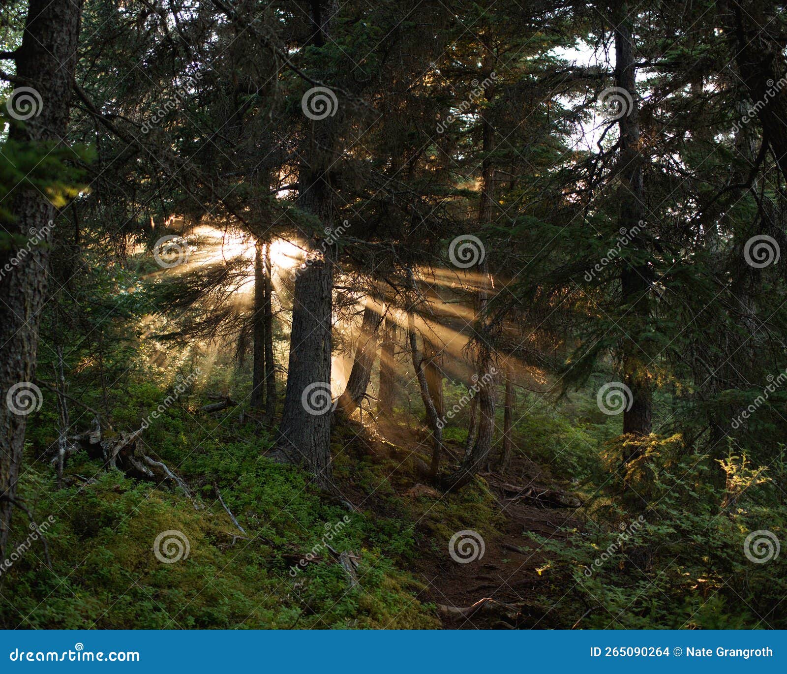 Sun Shining through Trees Light Rays Stock Photo - Image of rays ...
