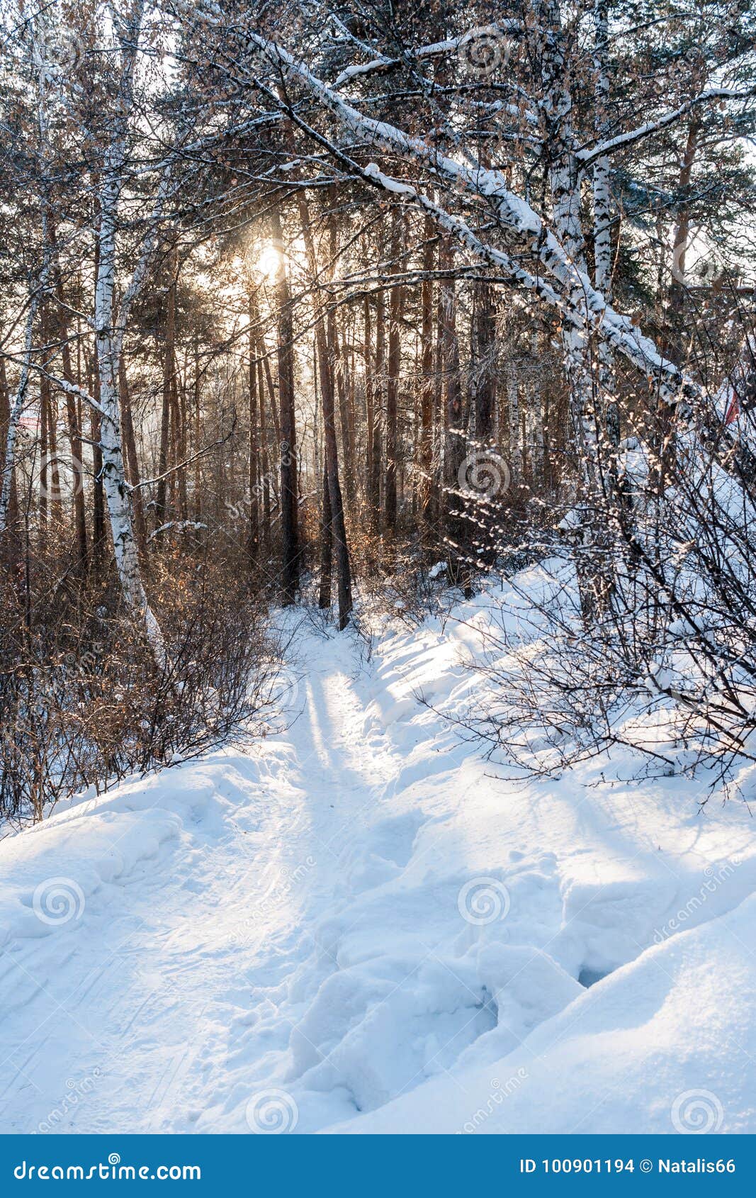 Sun is Shining through Trees and is Lighting Pathway in Winter F Stock ...