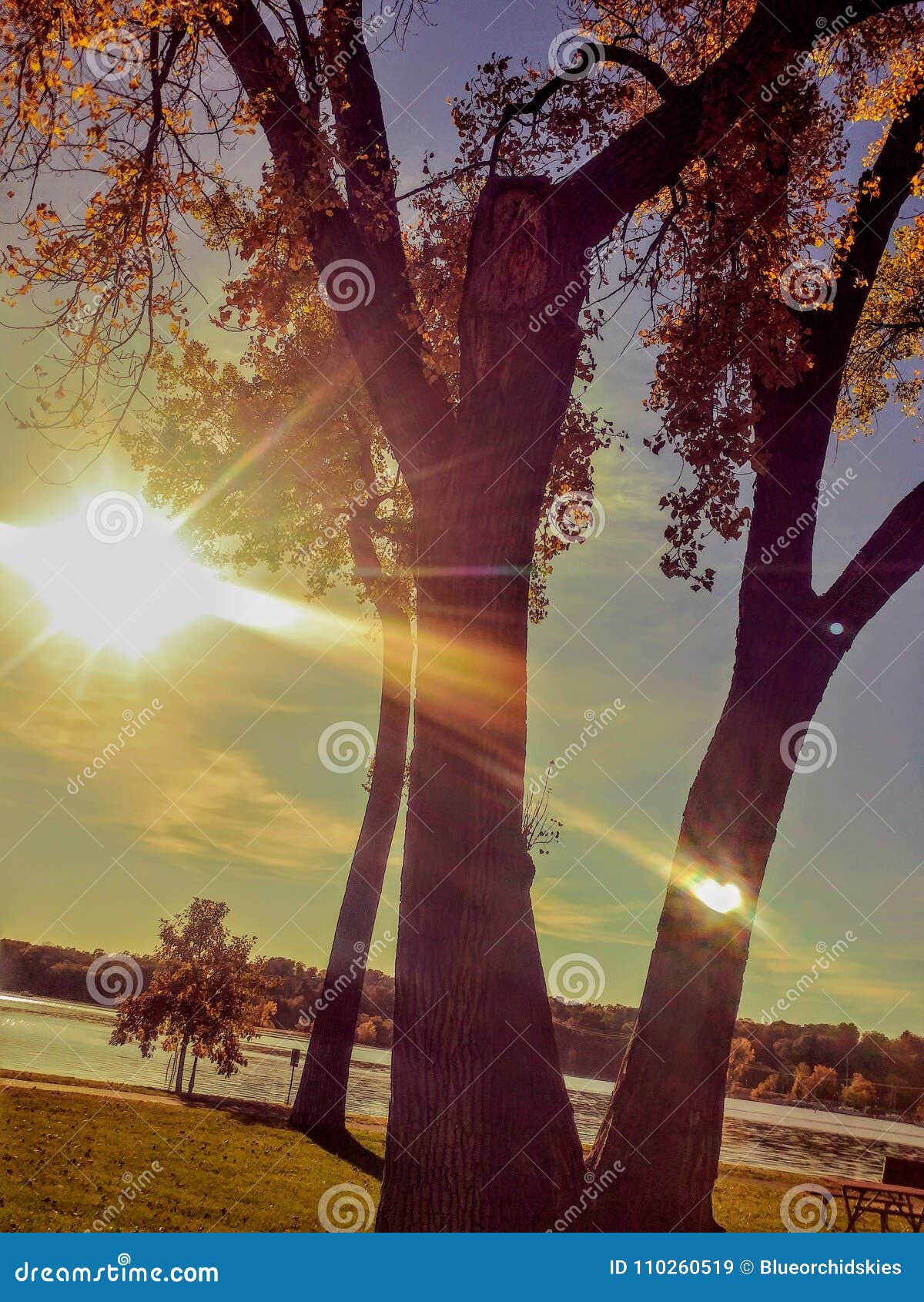 Sun shining through trees stock image. Image of shining - 110260519