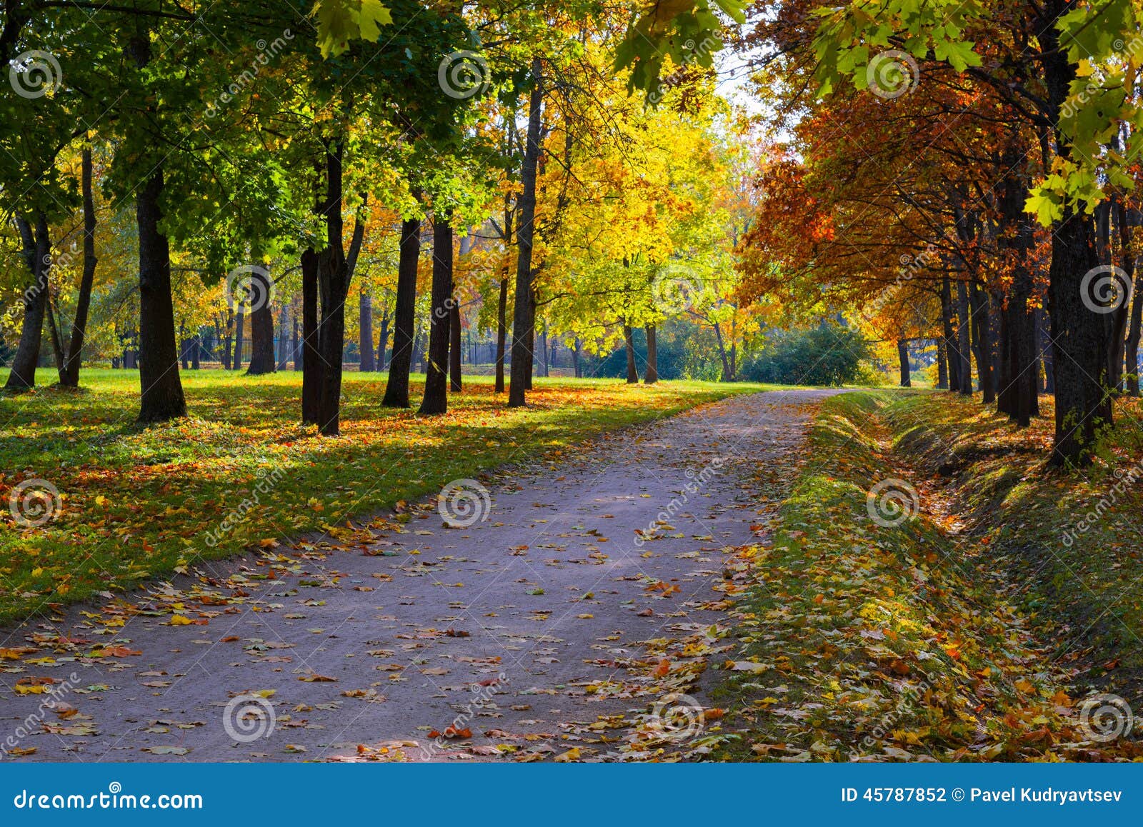 Sun Shining through the Trees on a Path Stock Photo - Image of sunlight ...