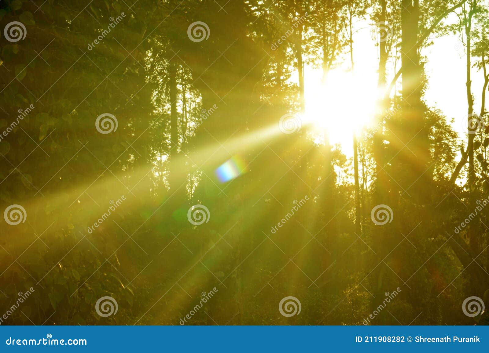 Sun Rays Shining through Trees Stock Photo - Image of beautiful, spring ...