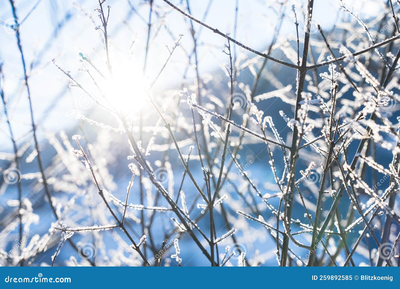 Sun shining through trees stock image. Image of scene - 259892585