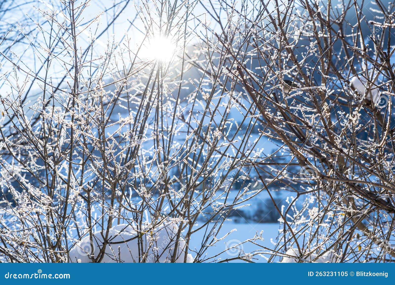Sun shining through trees stock image. Image of forest - 263231105