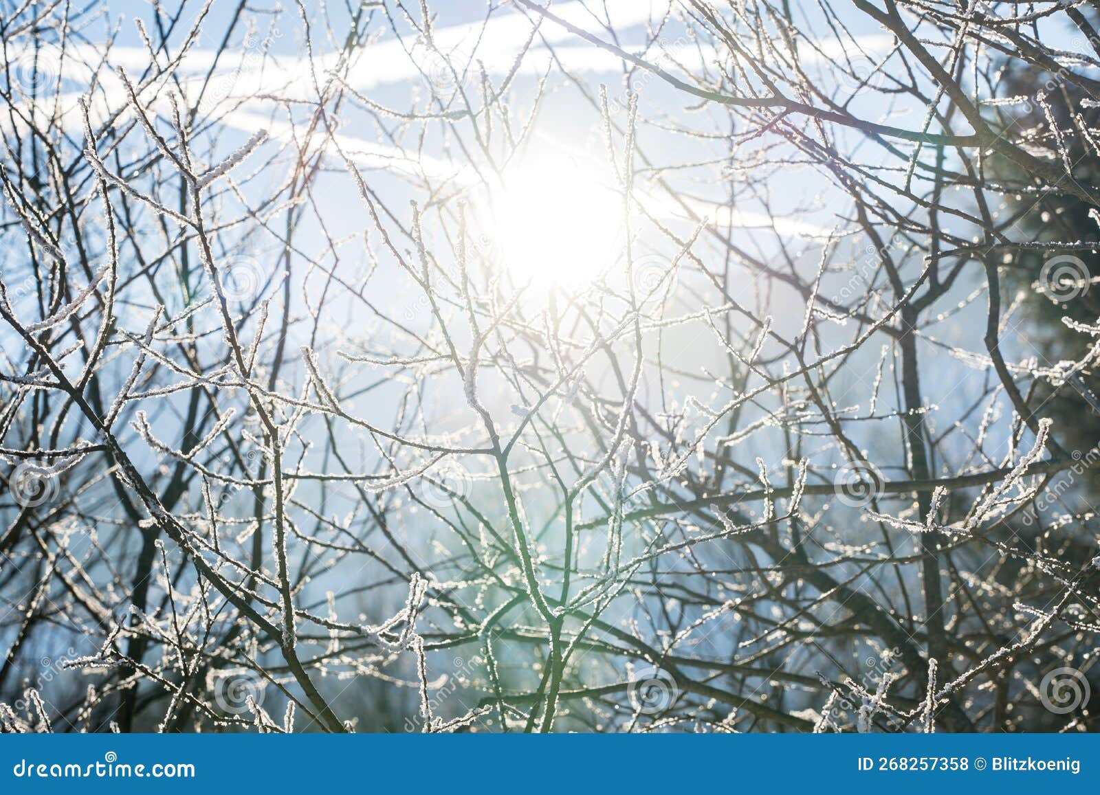 Sun shining through trees stock photo. Image of blue - 268257358