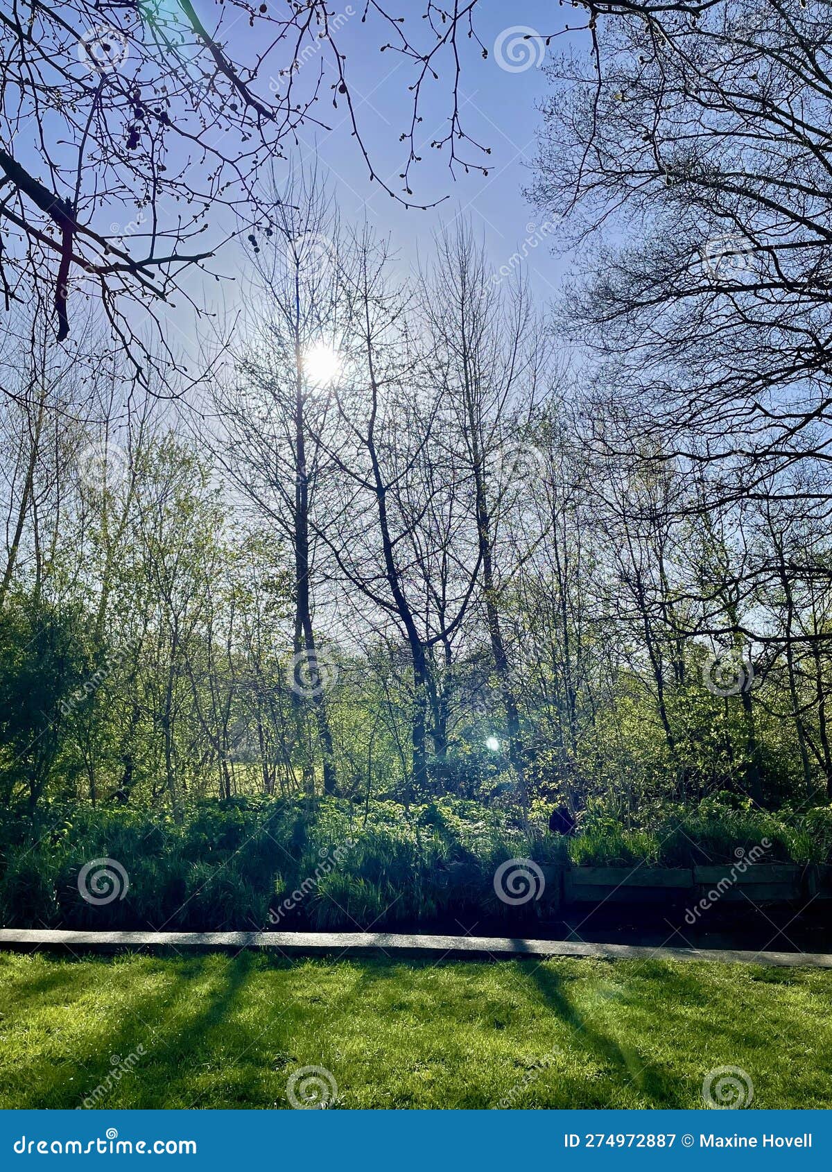 The Sun Shining through Trees in Spring Stock Image - Image of mist ...