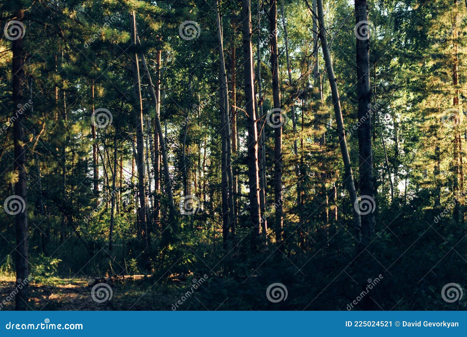 Sunset in the Summer Forest Stock Image - Image of countryside ...