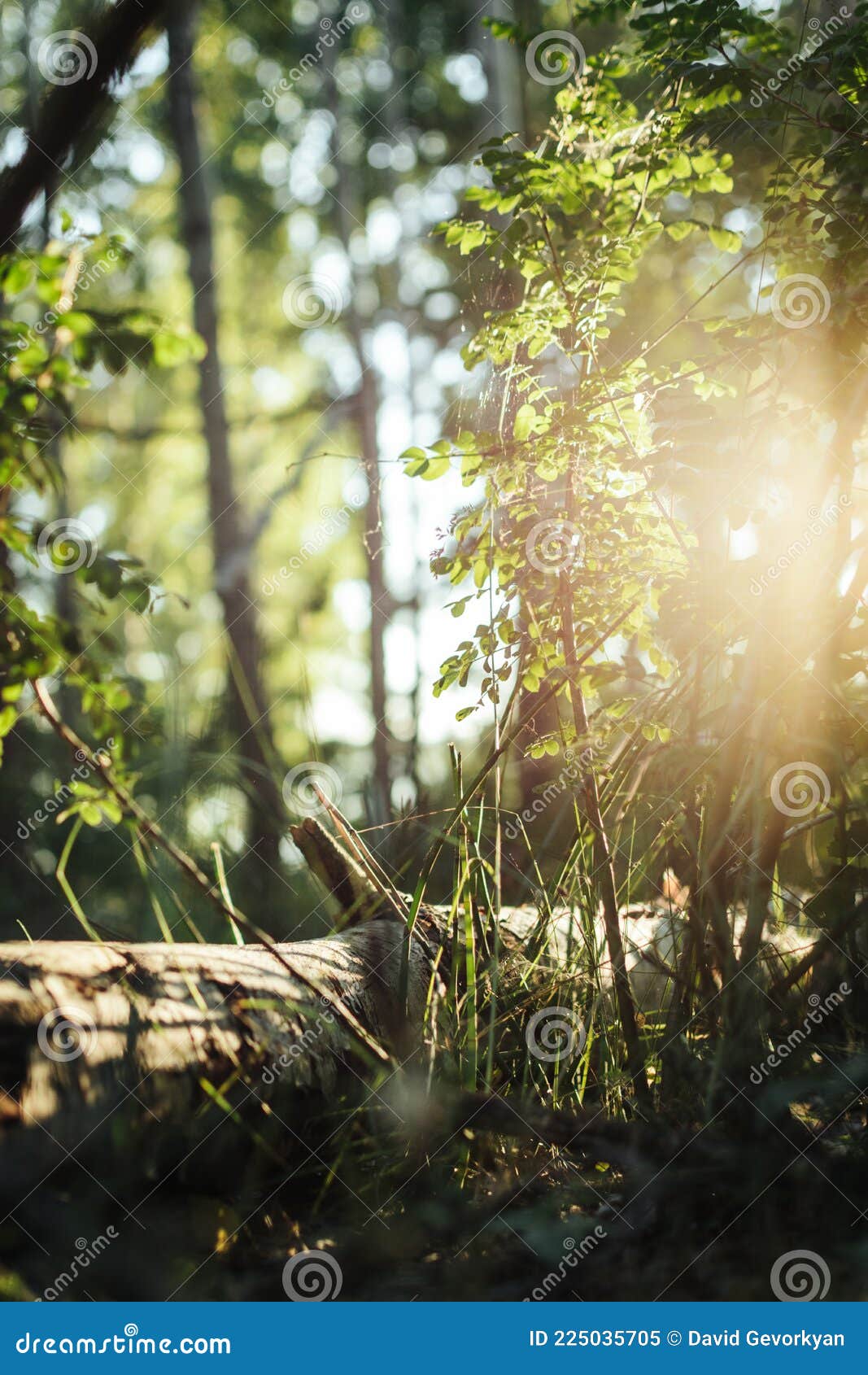 Sunset in the Summer Forest Stock Image - Image of leaf, reflection ...