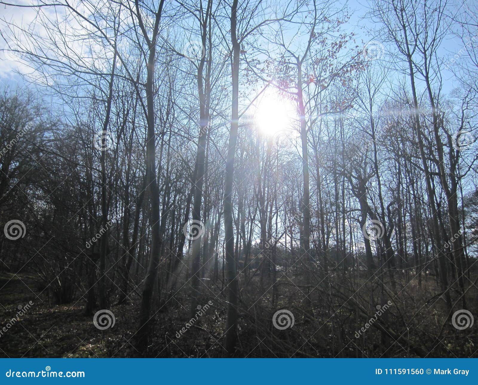 Sunlit Woodland stock photo. Image of shining, trees - 111591560