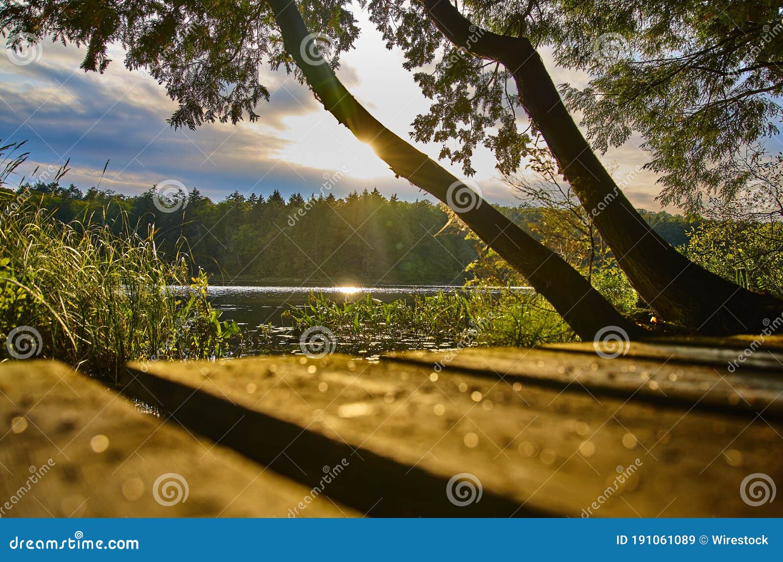Sun Shining on the Trees and Water during Sunset Stock Image - Image of ...