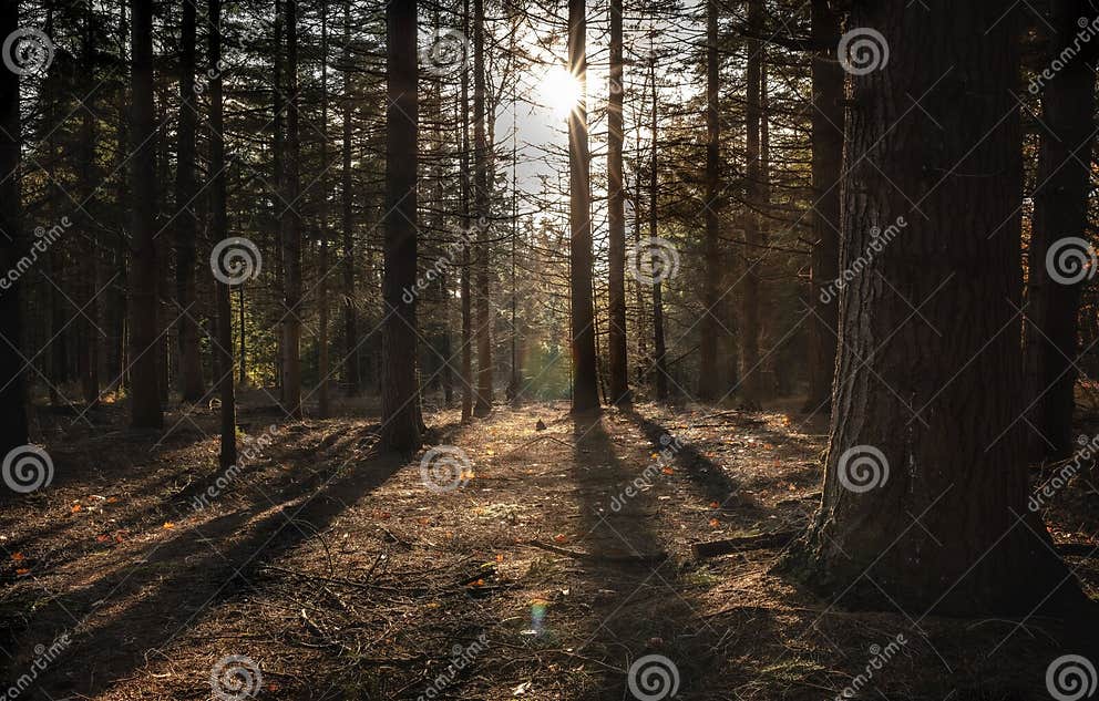 The Sun is Shining through the Trees in the Woods by Itself Stock Image ...