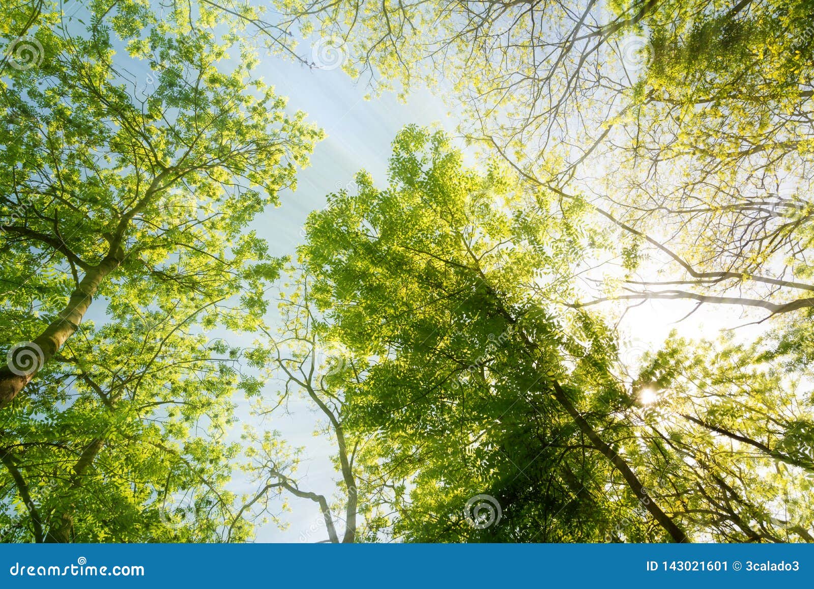 Sun Shining through Treetops Stock Image - Image of background, jungle ...