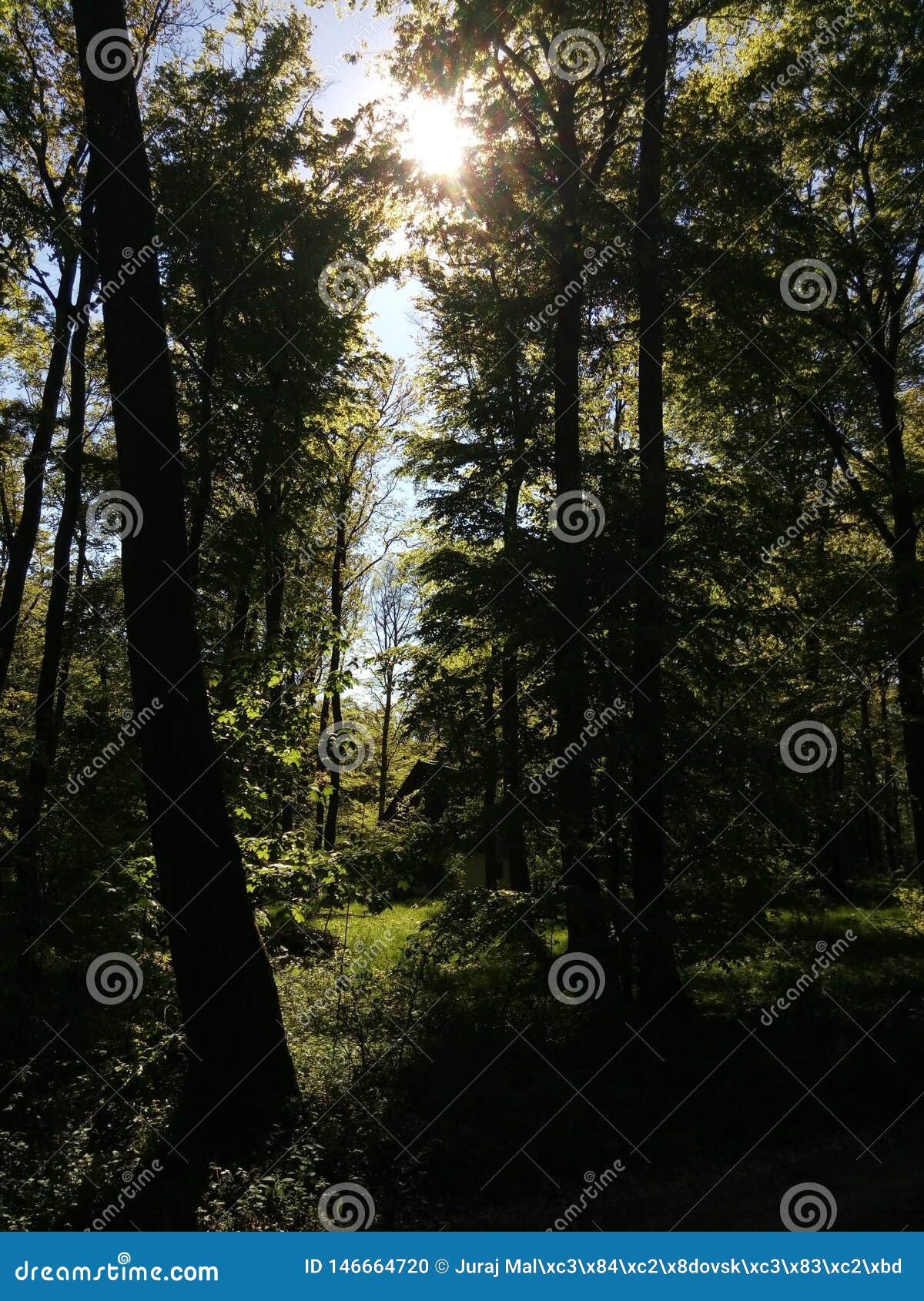 Sun Shining through the Treetops Stock Photo - Image of treetops, tree ...