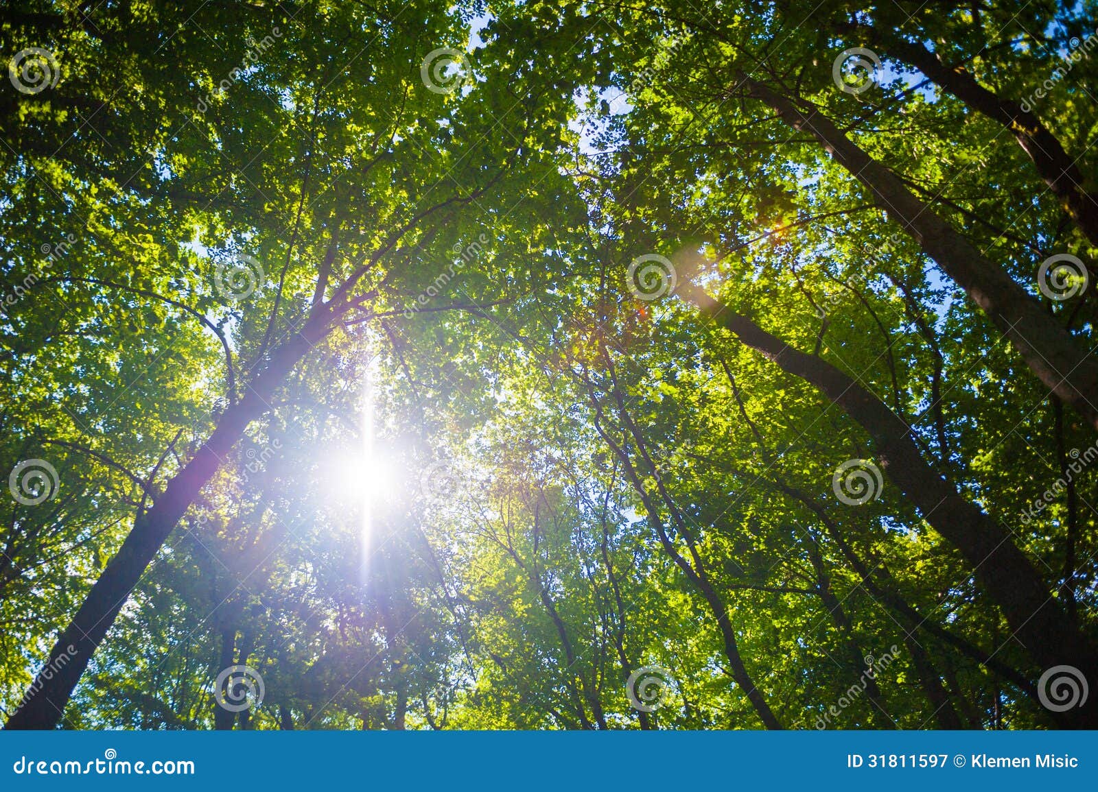 Sun Shining through Treetops Stock Image - Image of plants, sunlight ...