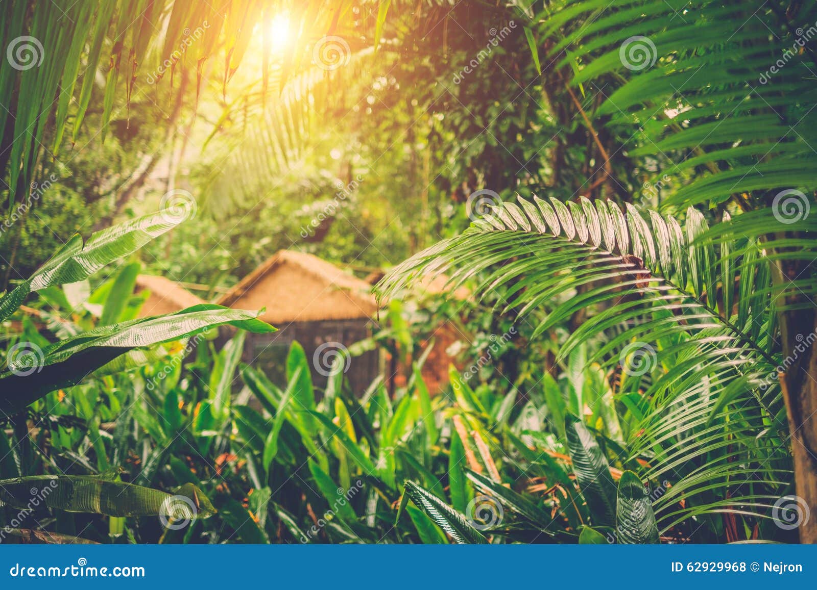 Sun Shining into Tropical Jungle Stock Photo - Image of green, fall ...