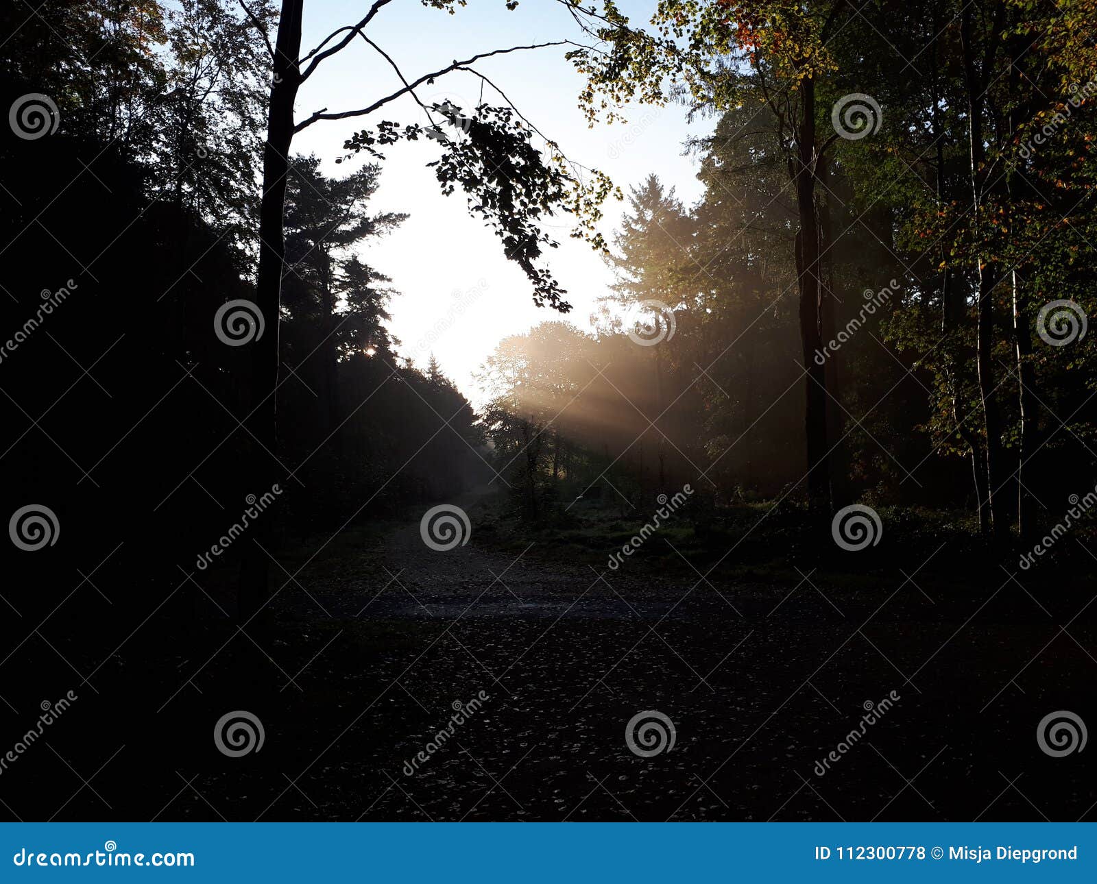 Shadow light stock photo. Image of leaves, shadow, light - 112300778