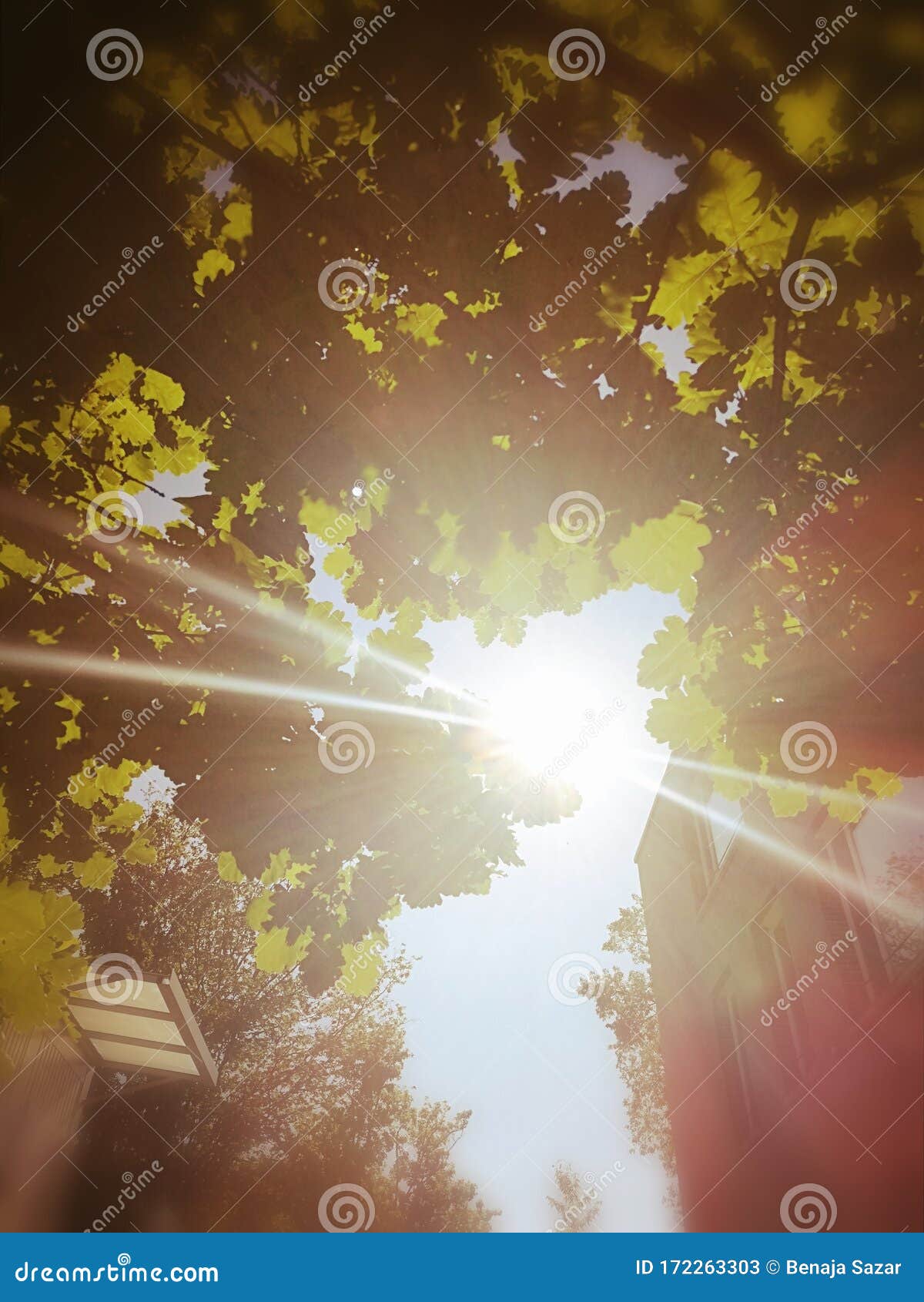 Sun is Shining Trough Tree Efect Stock Image - Image of tree, trough ...