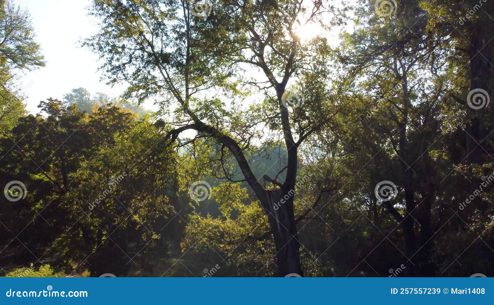 The Sun Shining through the Trunk and Branches of an Old Big Tree in ...