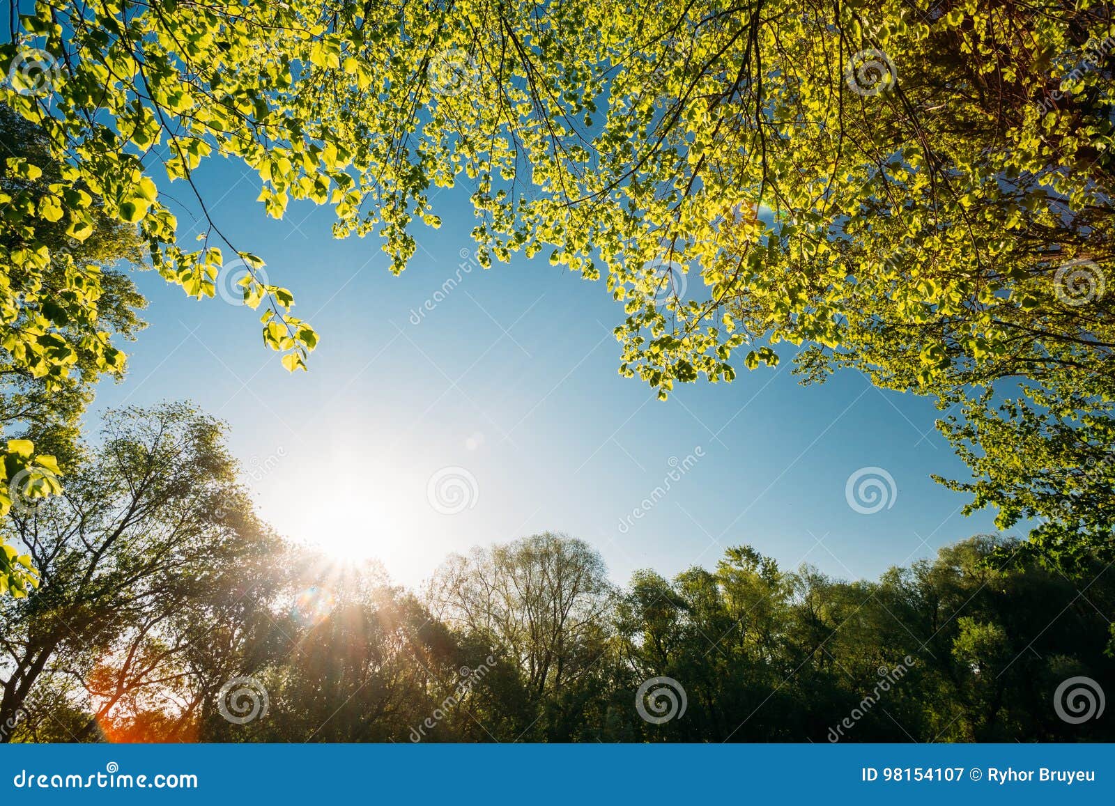 Sun Shining Under Spring Canopy of Tree. Deciduous Forest, Summer Stock ...