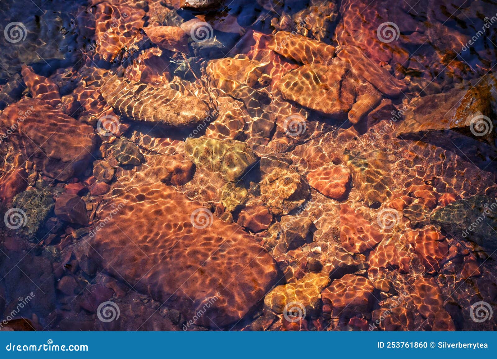 Sunlight water patterns stock photo. Image of seafood - 253761860