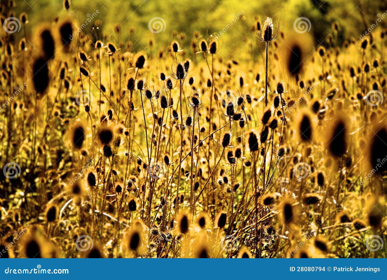Sun Shining through Weeds stock photo. Image of autumn - 28080794