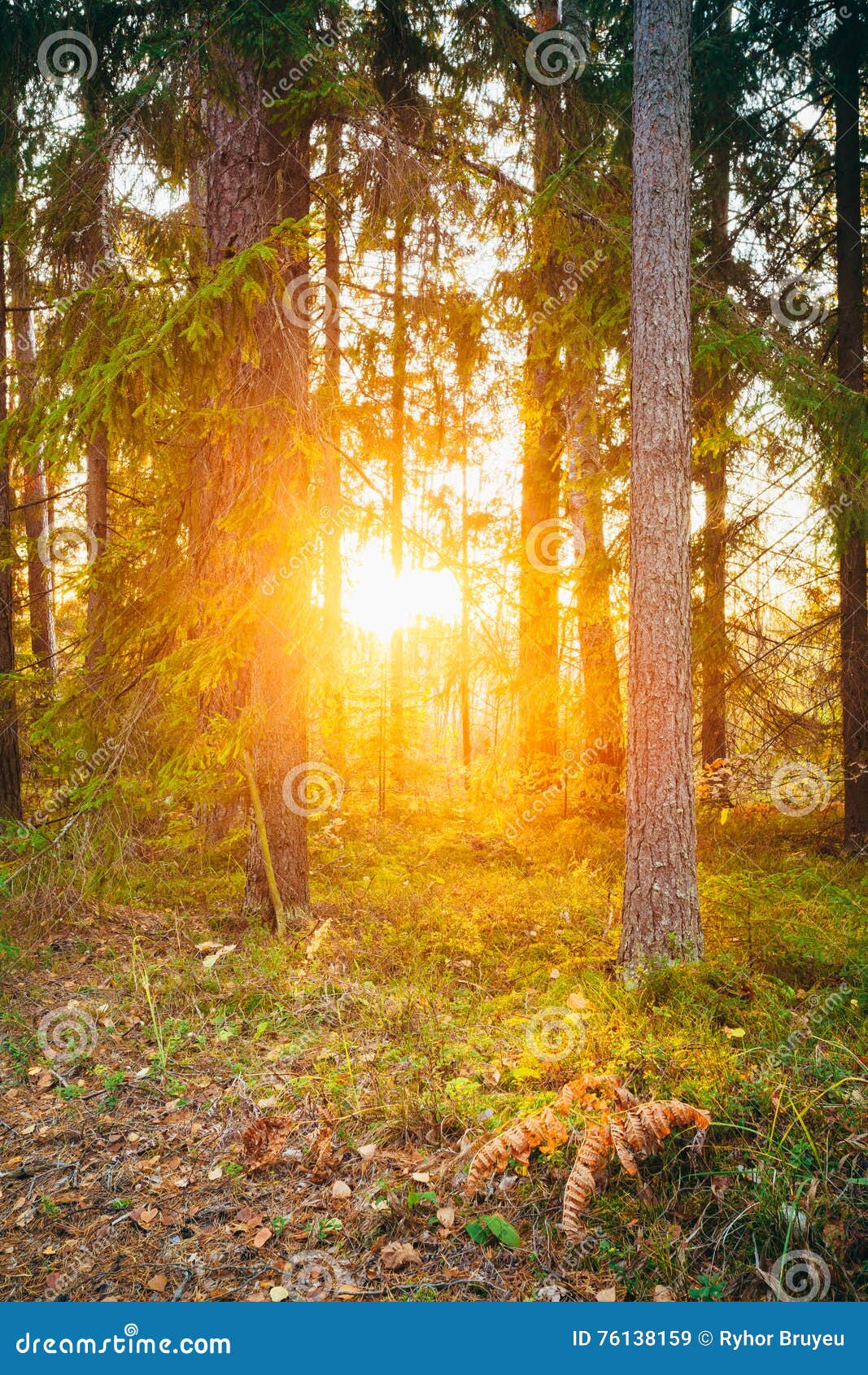 Sun Shining through Woods. Sunset Sunrise in Autumn Forest Stock Image ...