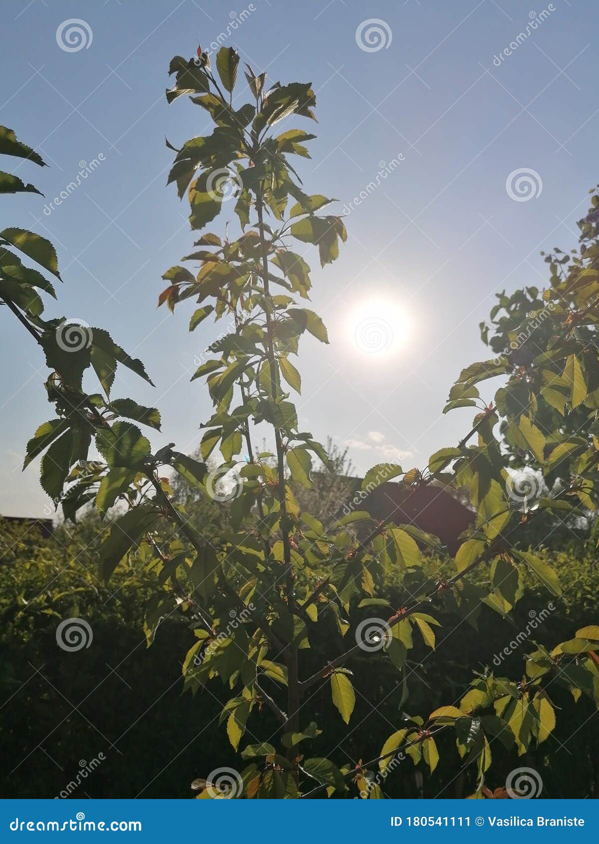 The Sun is Shinning for Hope Stock Image - Image of evening, spring ...