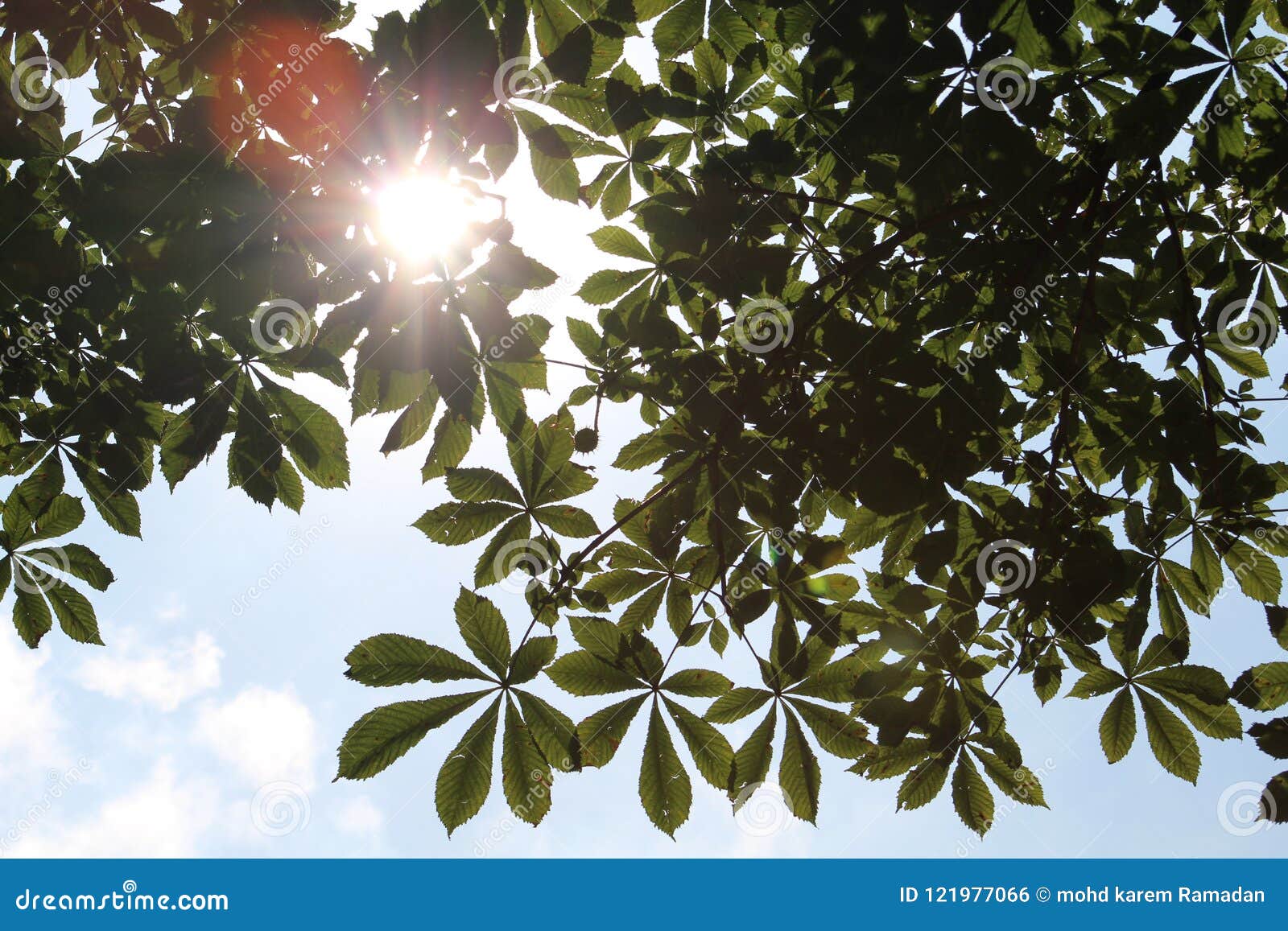 SUN shinning trees stock photo. Image of shinning, calme - 121977066