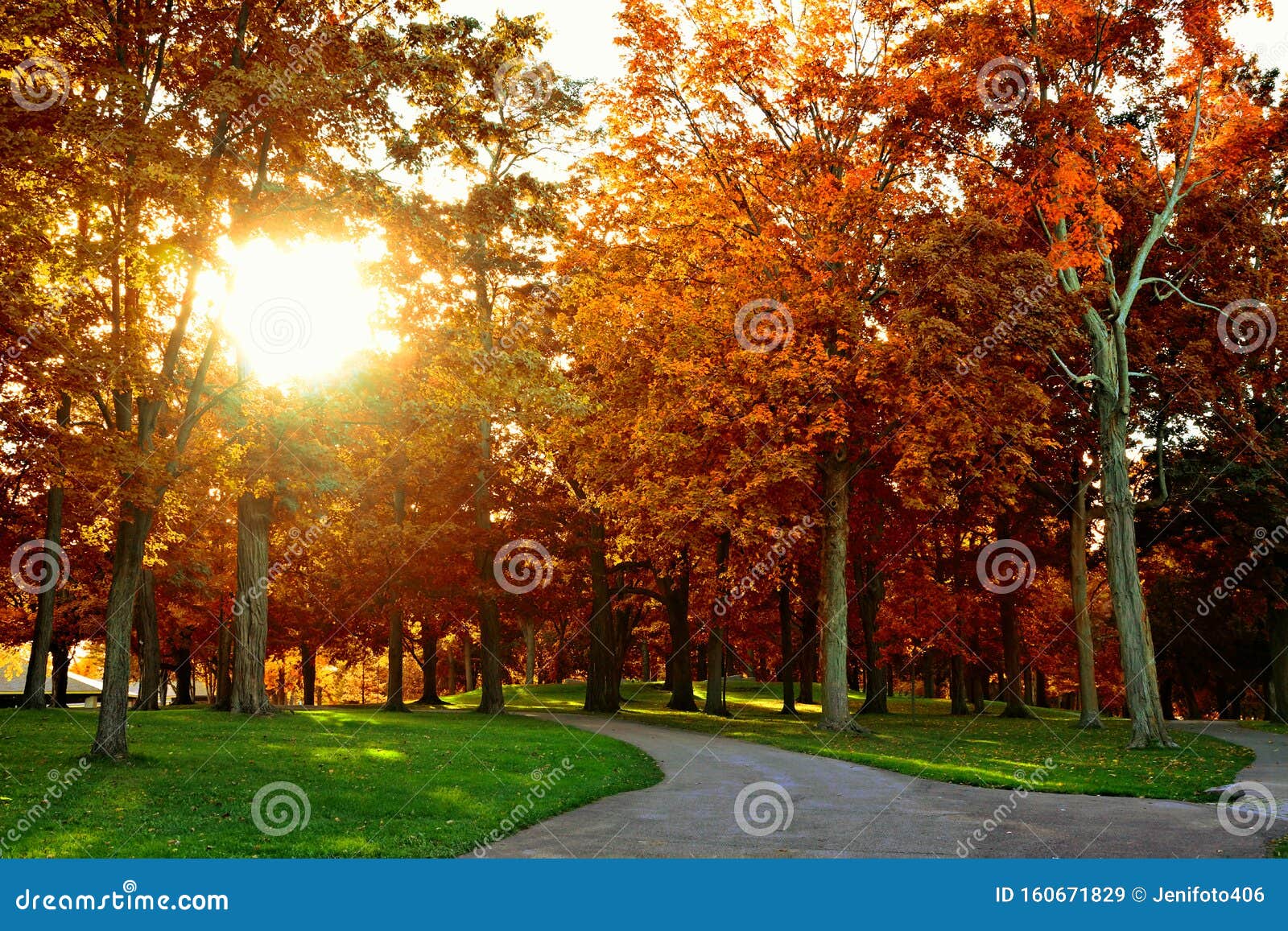 Sun through Vibrant Autumn Trees Under Late Day Light Stock Image ...