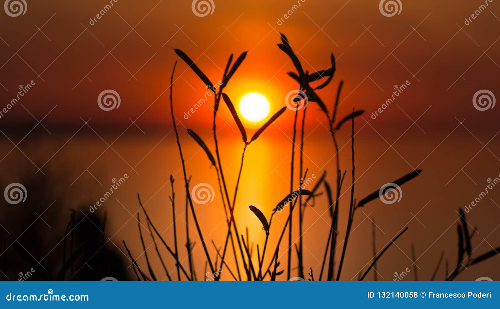 Sun Silhouette at Sunset Centered on Grass Branches Stock Photo - Image ...