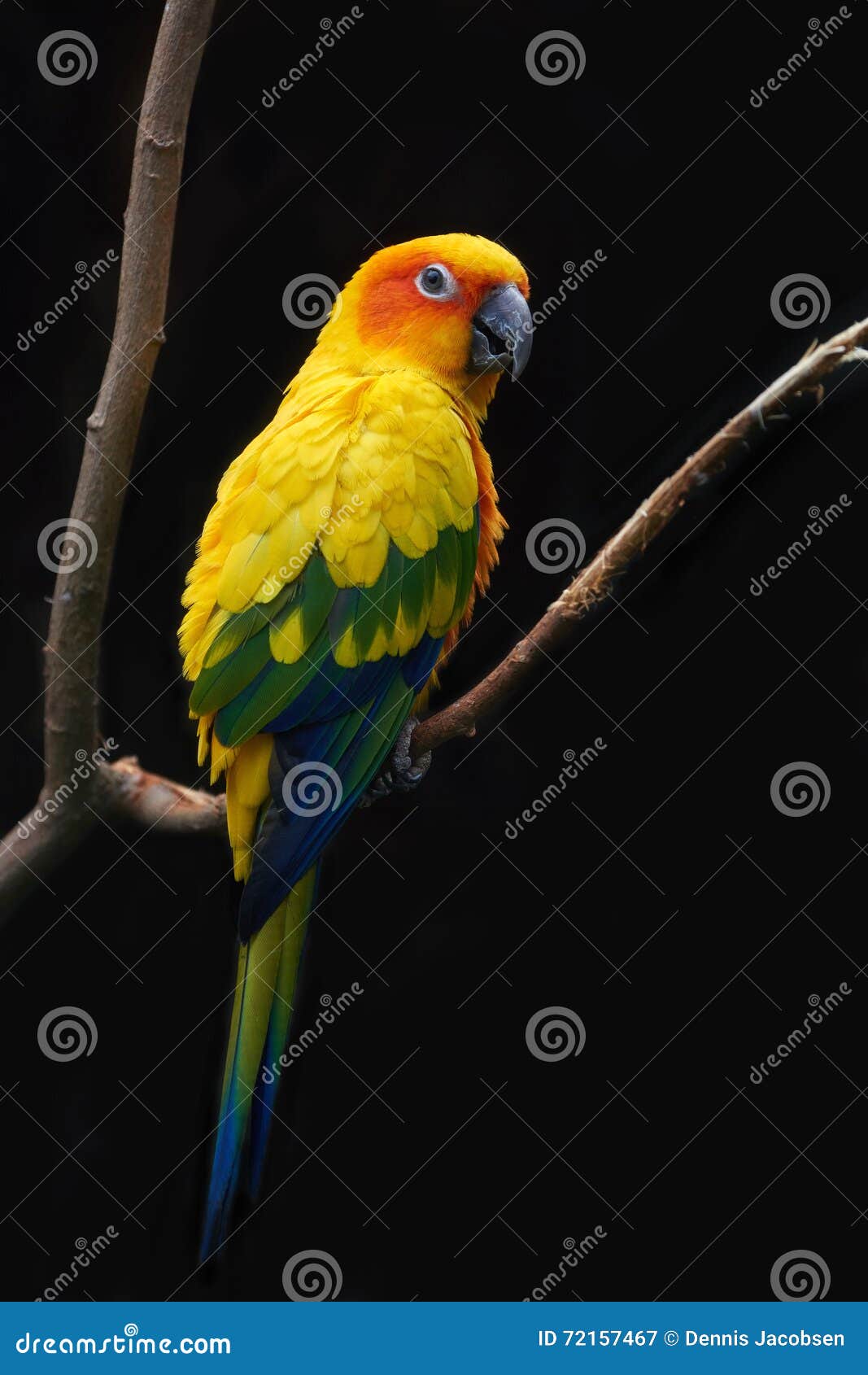 Sun-Sittich (Aratinga-solstitialis) Stockbild - Bild von nave, grün ...