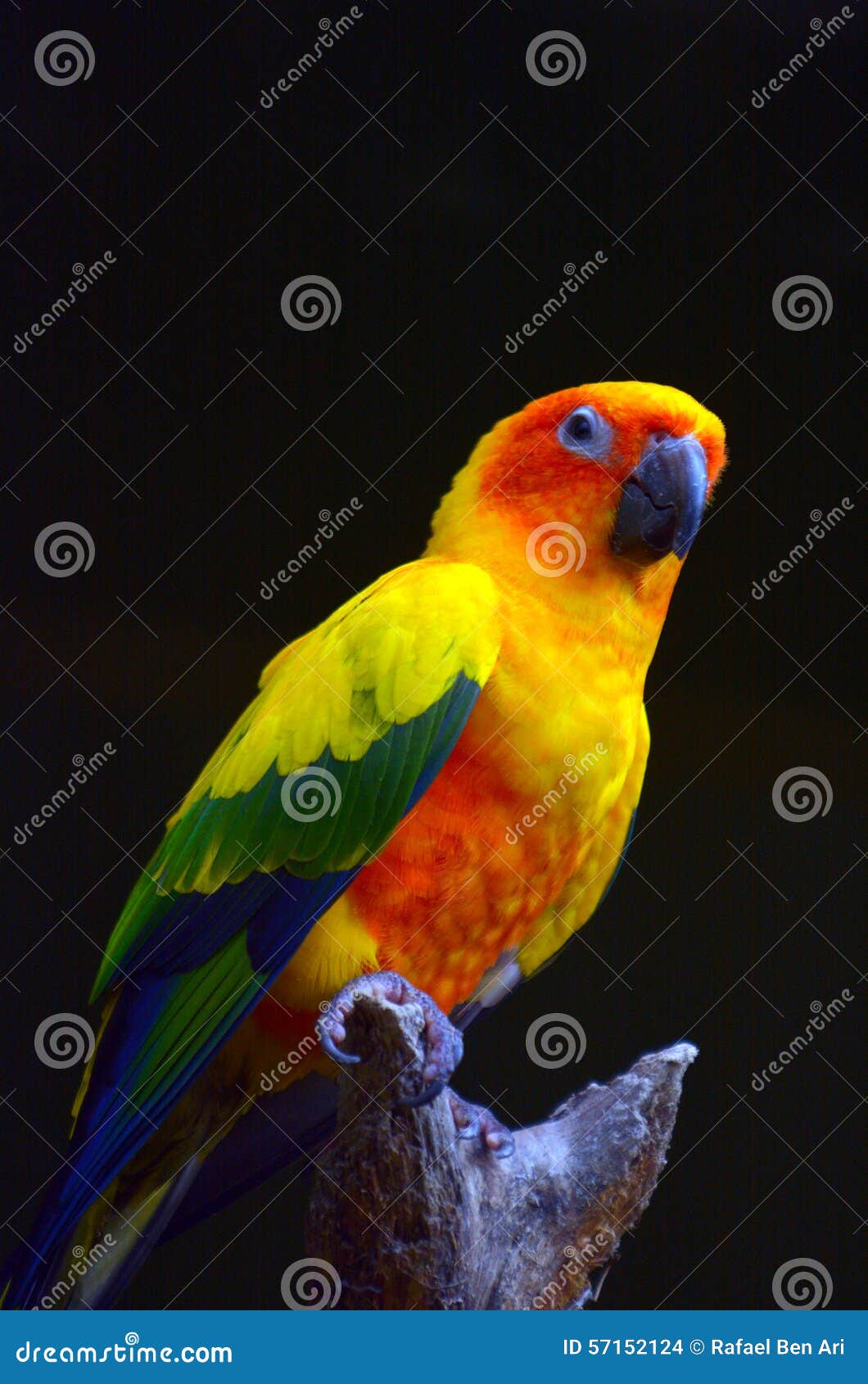 Sun-Sittich Sitzen Auf Einem Baum Brance Stockfoto - Bild von erhaltung ...