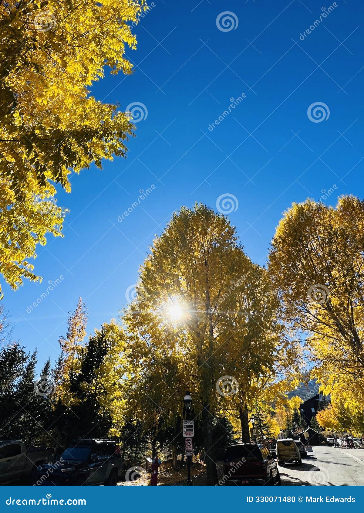 Sun sky and aspen trees stock photo. Image of color - 330071480
