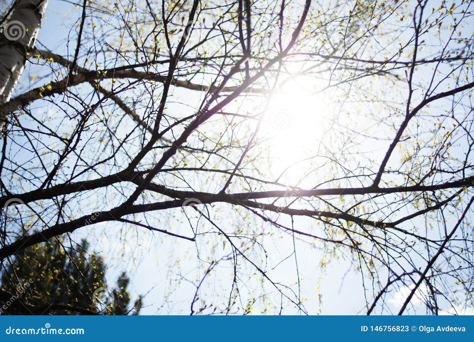 Sun and Sky through the Branches of a Tree Stock Image - Image of ...