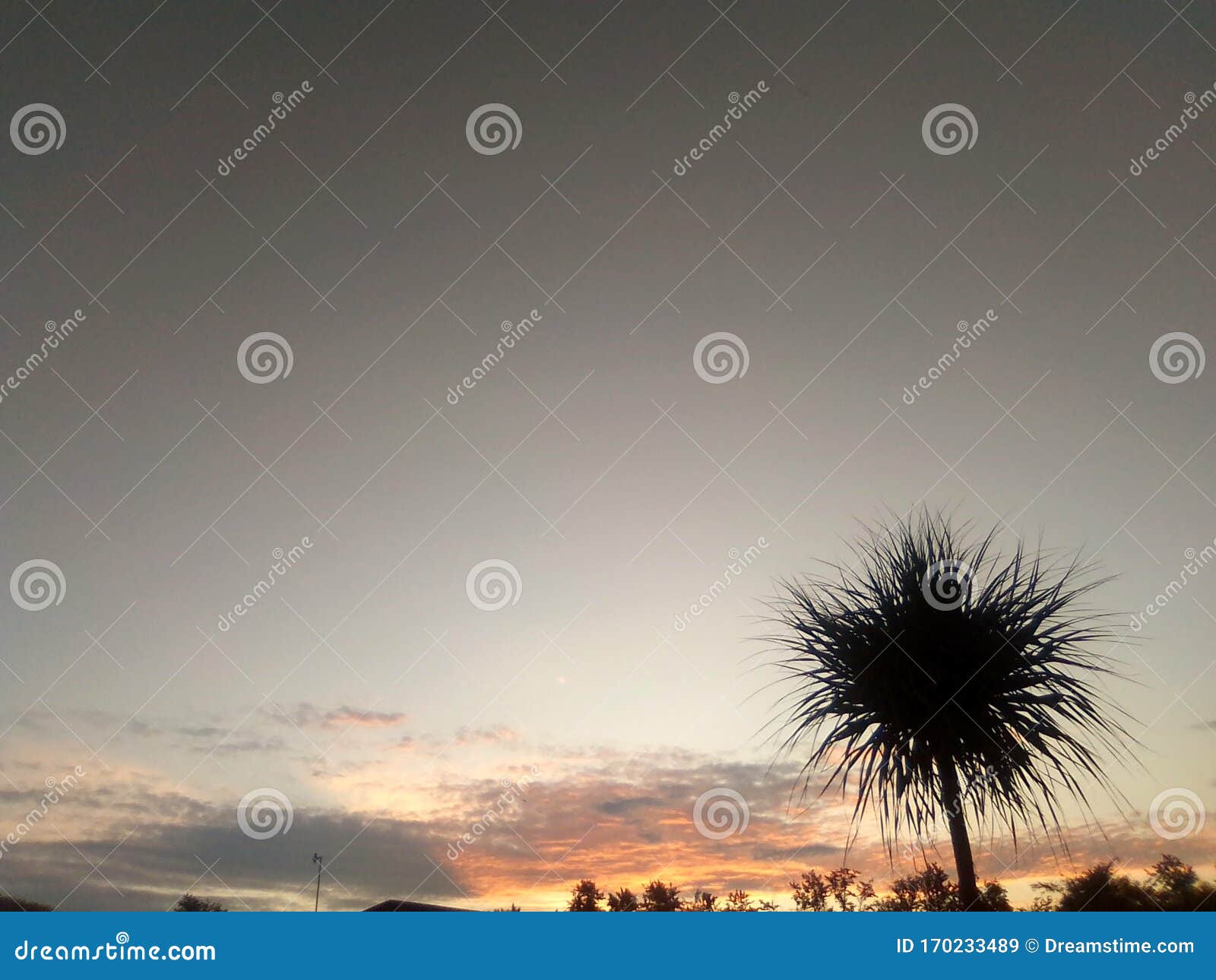 Sun sky clouds trees stock image. Image of clouds, trees - 170233489