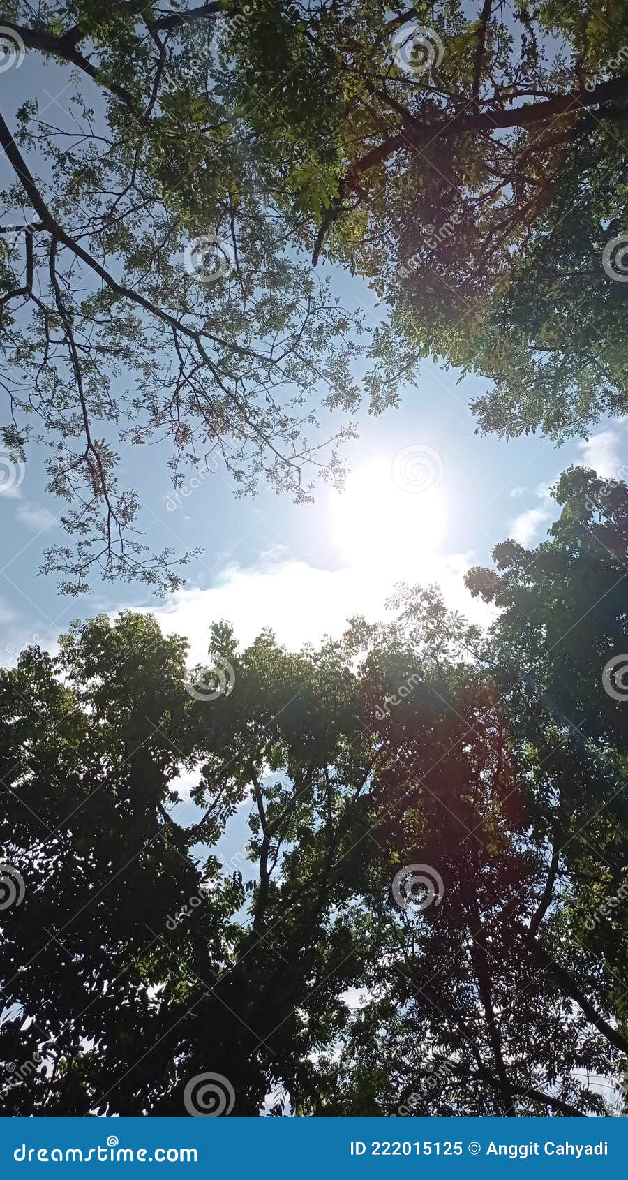 Sun, sky, and tree. stock image. Image of cloud, forest - 222015125