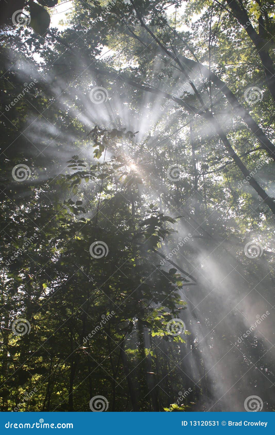 Sun & Smoke stock image. Image of bushes, sunrise - 13120531